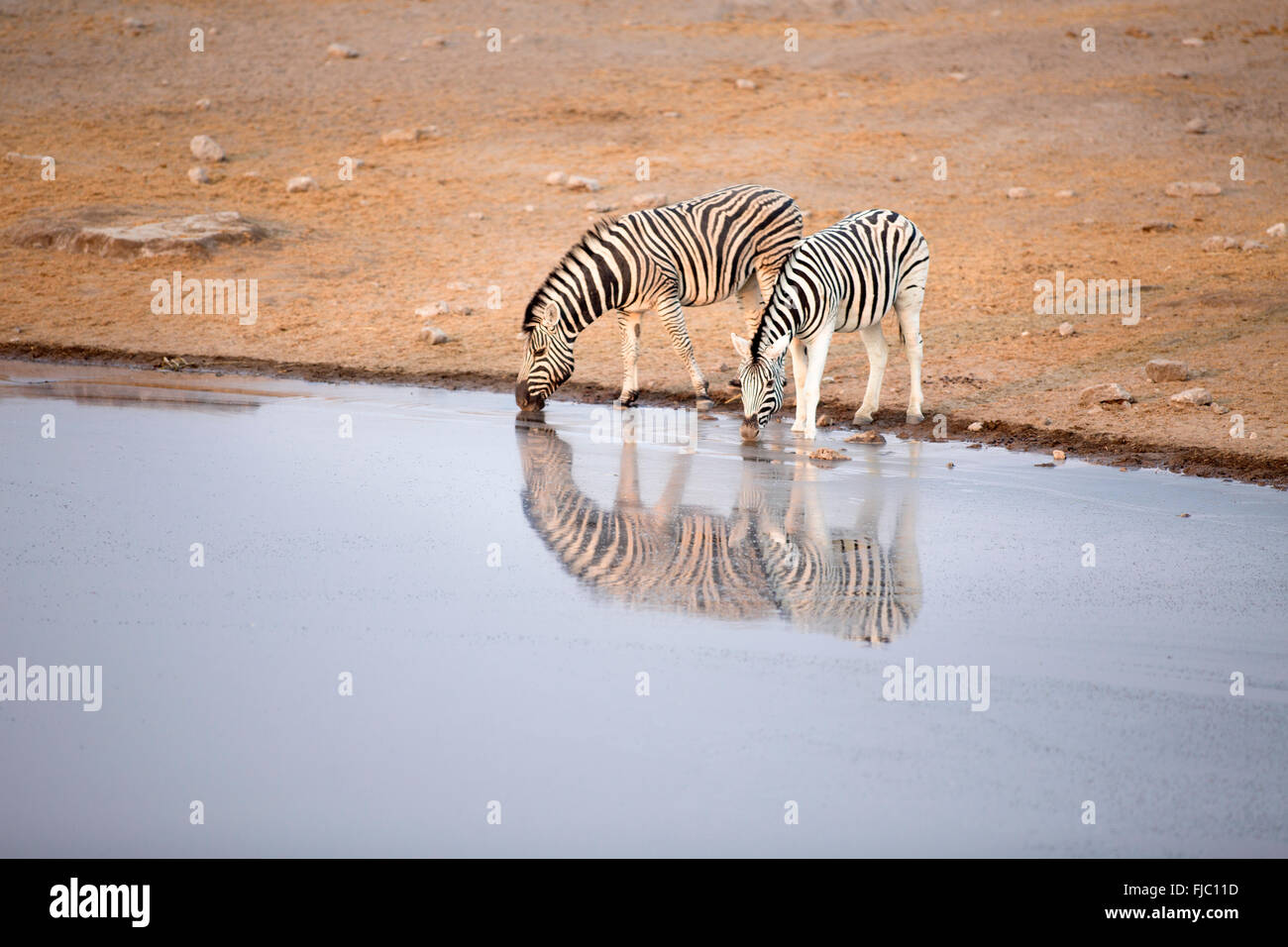 Zebra drinking water Stock Photo - Alamy