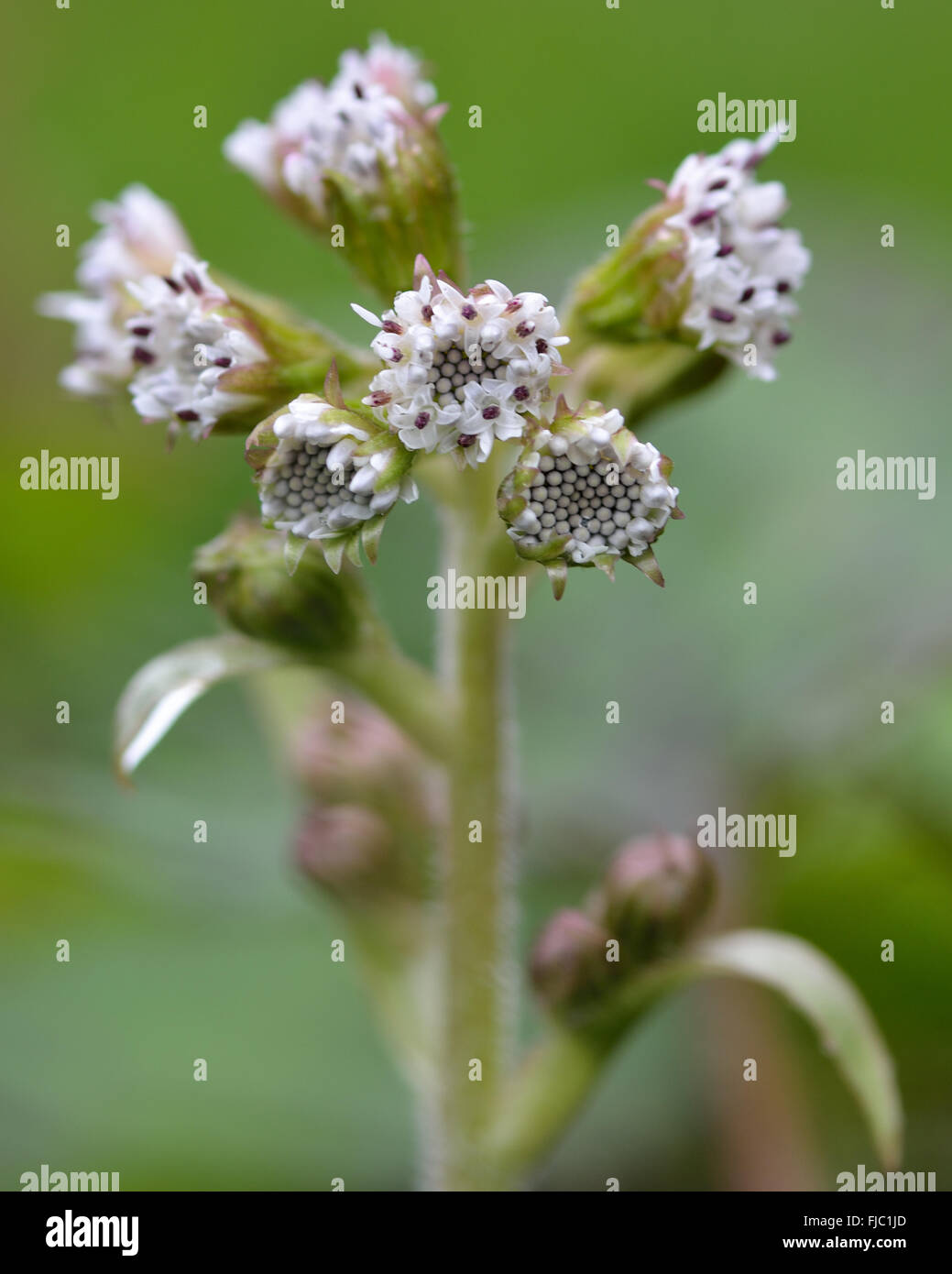 Winter heliotrope petasites fragrans hi-res stock photography and ...