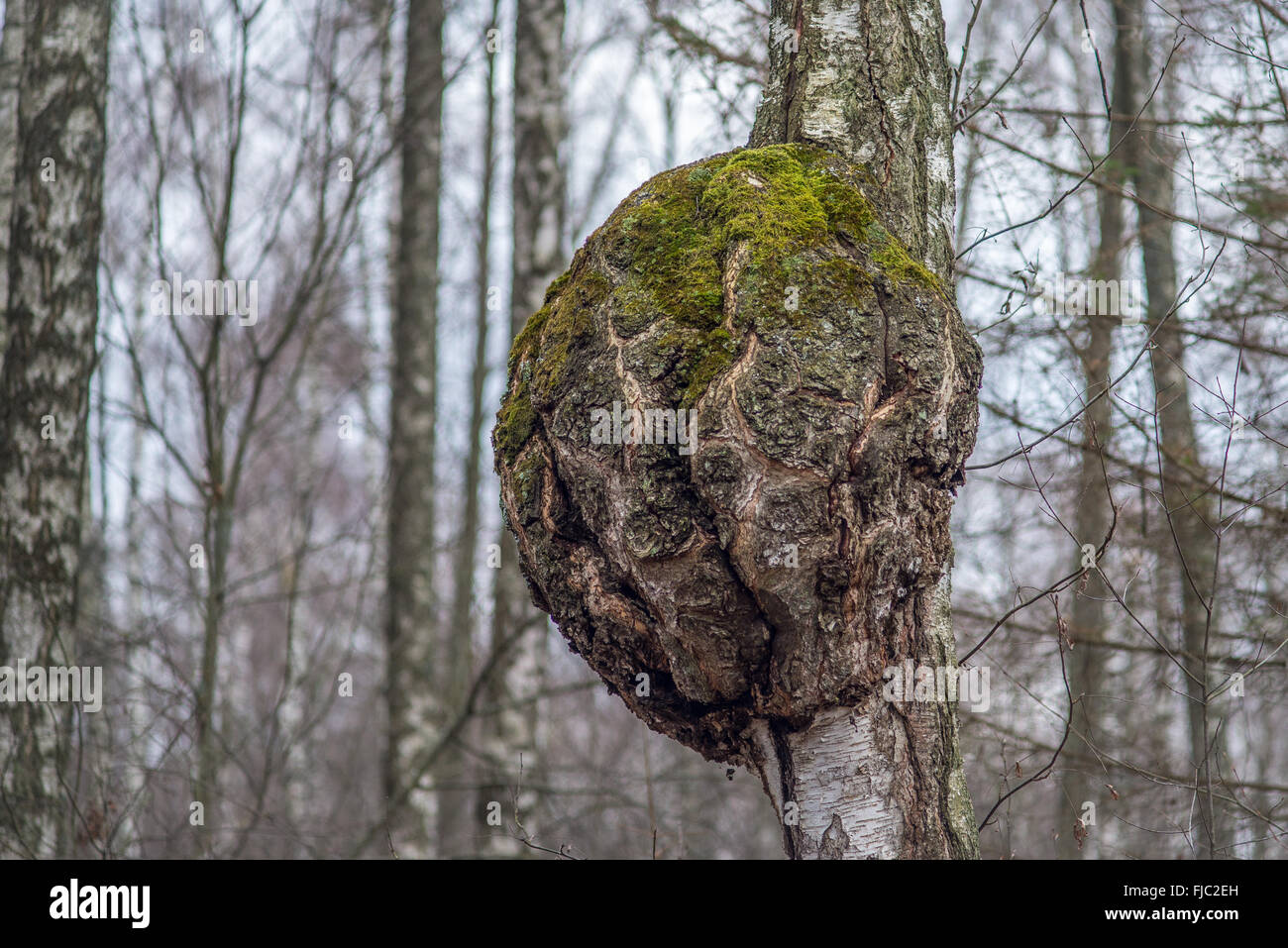 Lump on the birch Stock Photo - Alamy