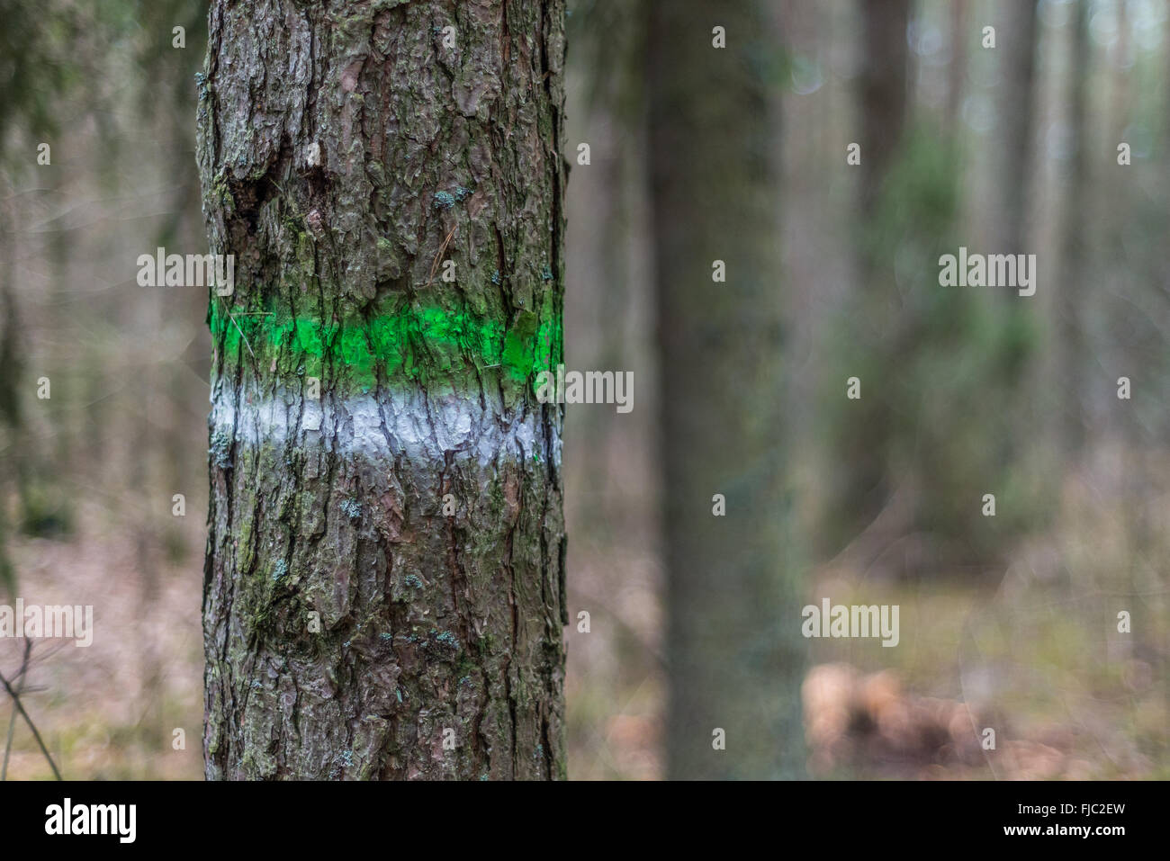 Tree marking hi-res stock photography and images - Alamy