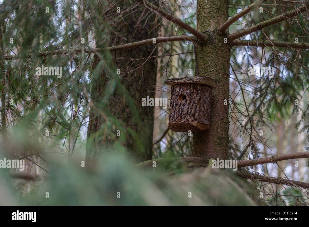 Box forest hi-res stock photography and images - Alamy