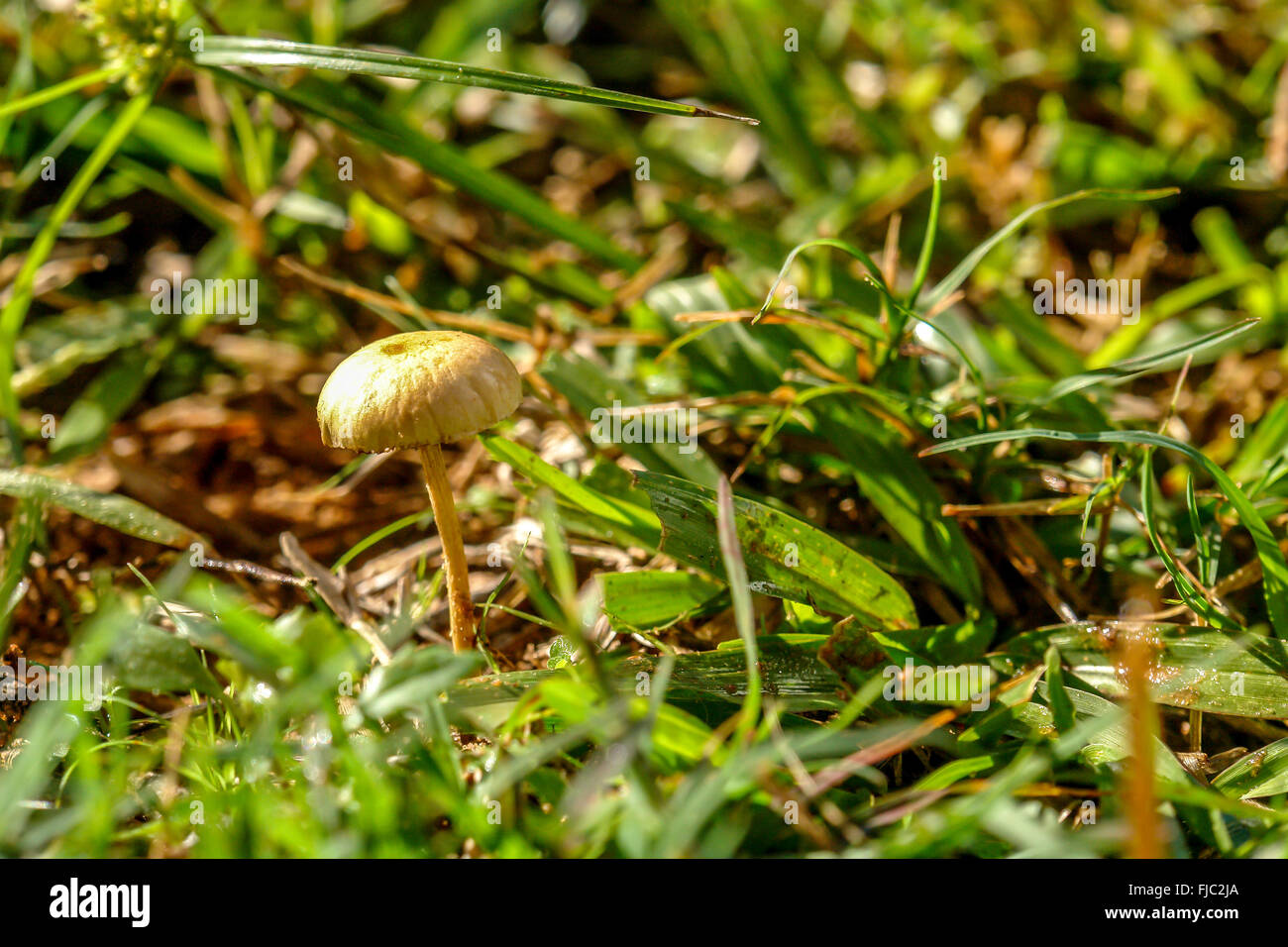 Small beige fungi hi-res stock photography and images - Alamy