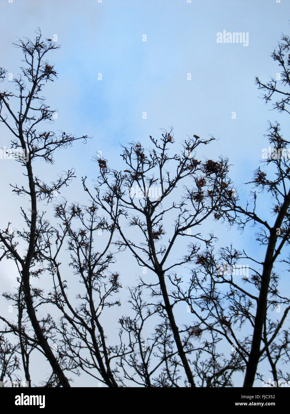 Tree reaching up to the sky Stock Photo - Alamy