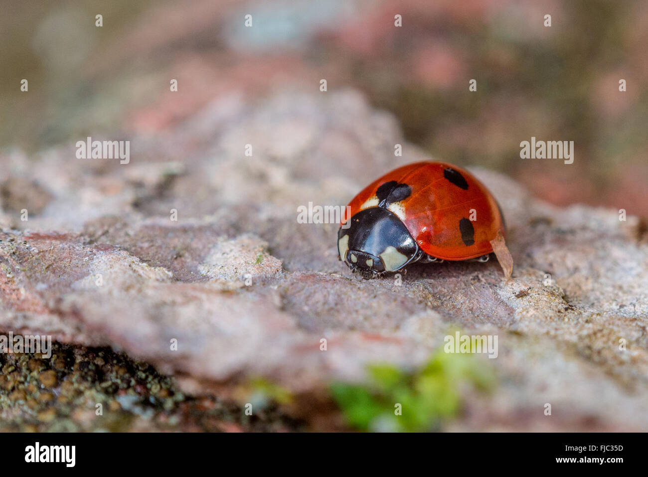Ladybug close hi-res stock photography and images - Alamy