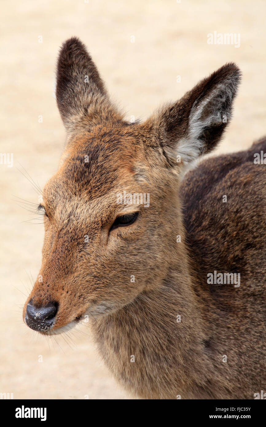 Miyajima deer hi-res stock photography and images - Alamy