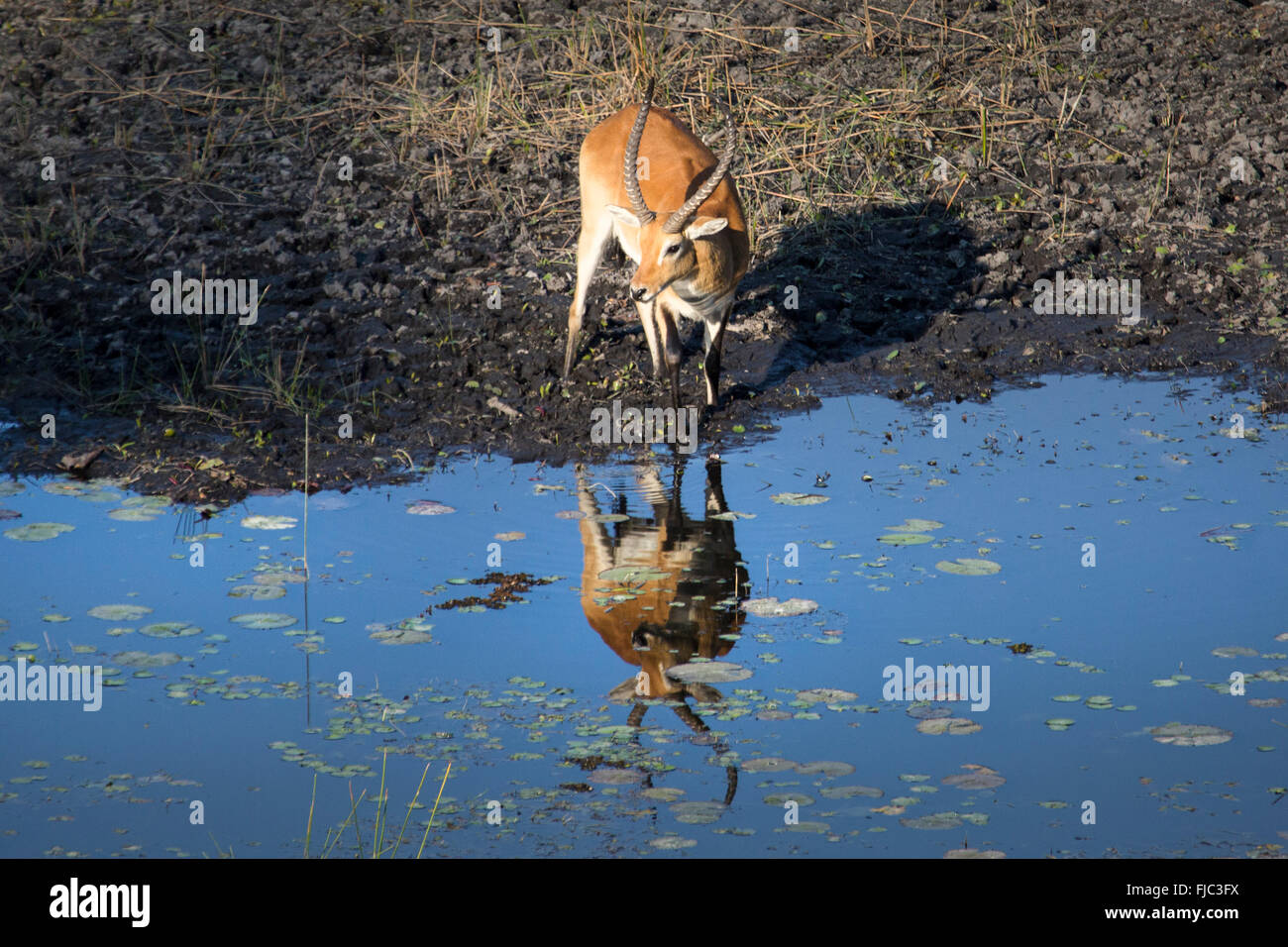 The lechwe southern kobus leche antelope botswana hi-res stock ...