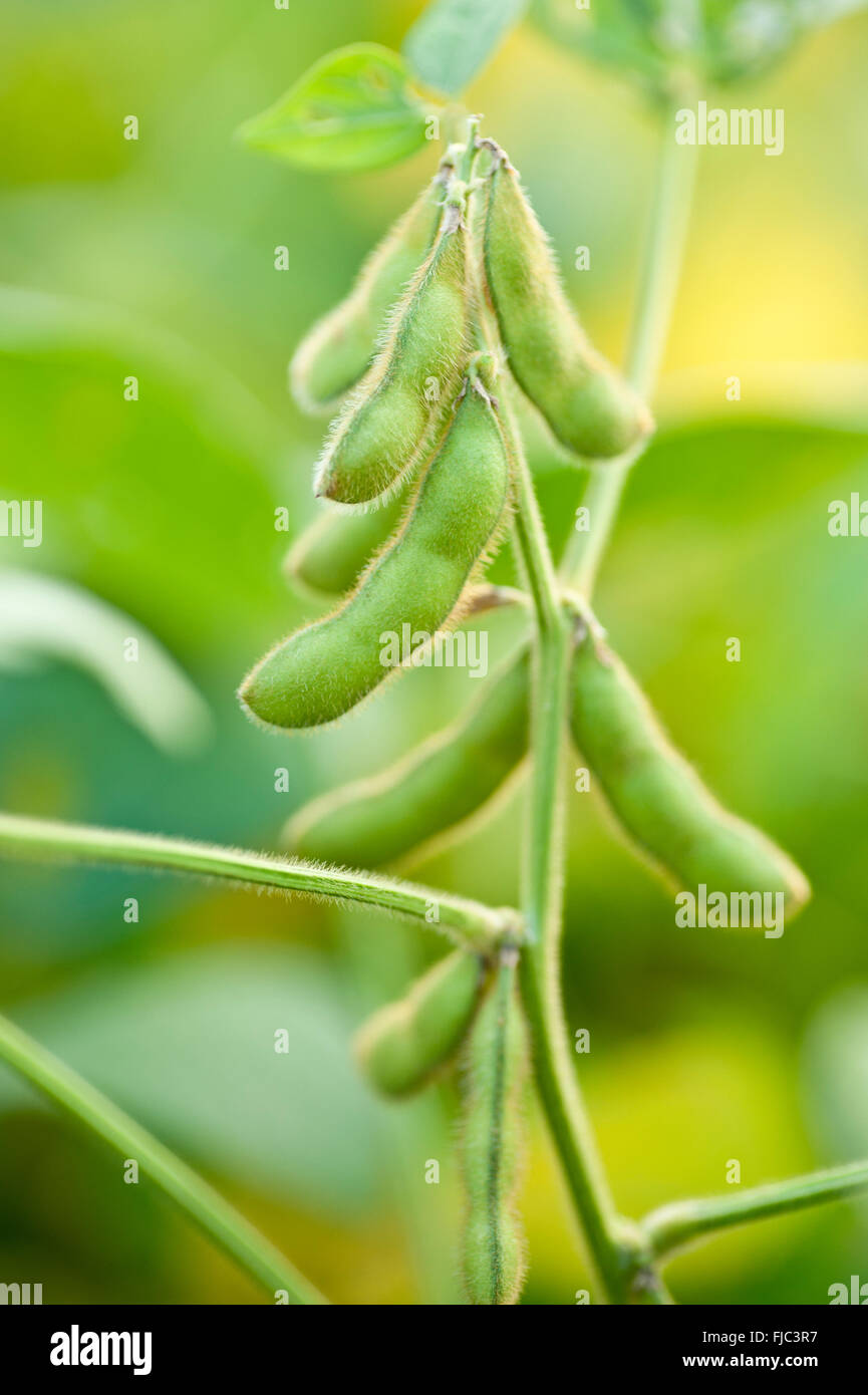 Close-up of Soybeans Growing Stock Photo - Alamy