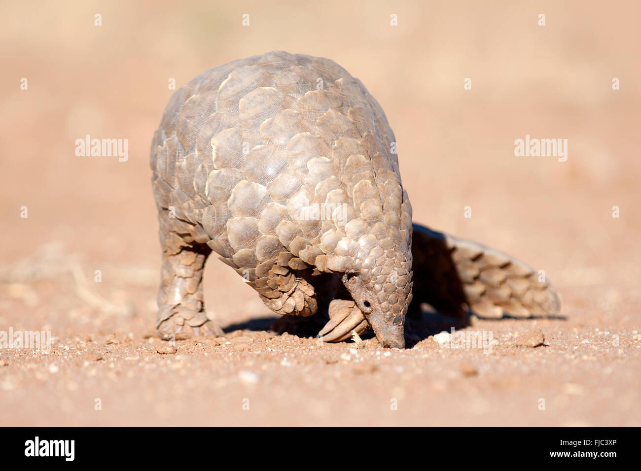 Pangolin phataginus tricuspis hi-res stock photography and images - Alamy
