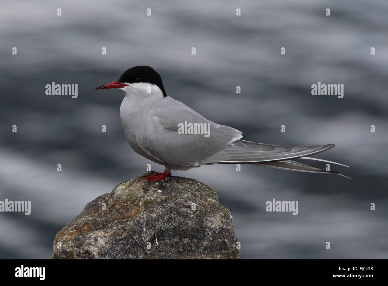 Sterna paradisaea arctic migration hi-res stock photography and images ...
