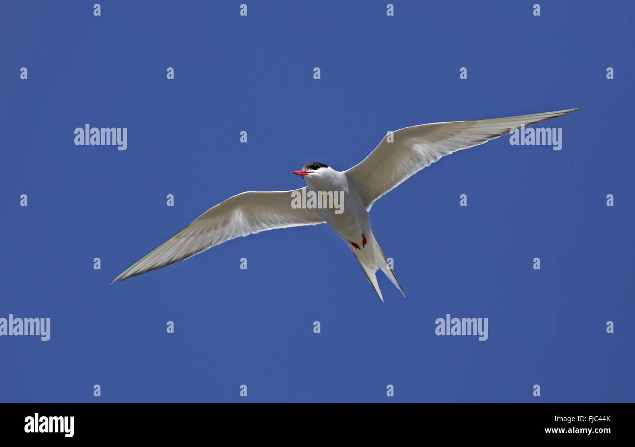 Arctic tern in flight above, blue sky Stock Photo - Alamy