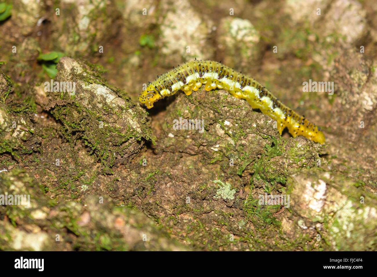 Yellow worm walks on the tree Stock Photo - Alamy