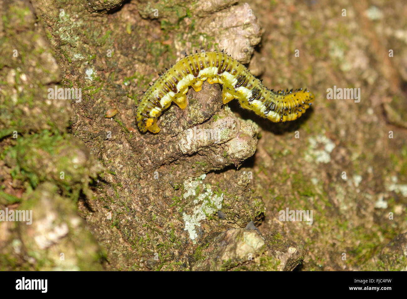 Yellow worm walks on the tree Stock Photo - Alamy