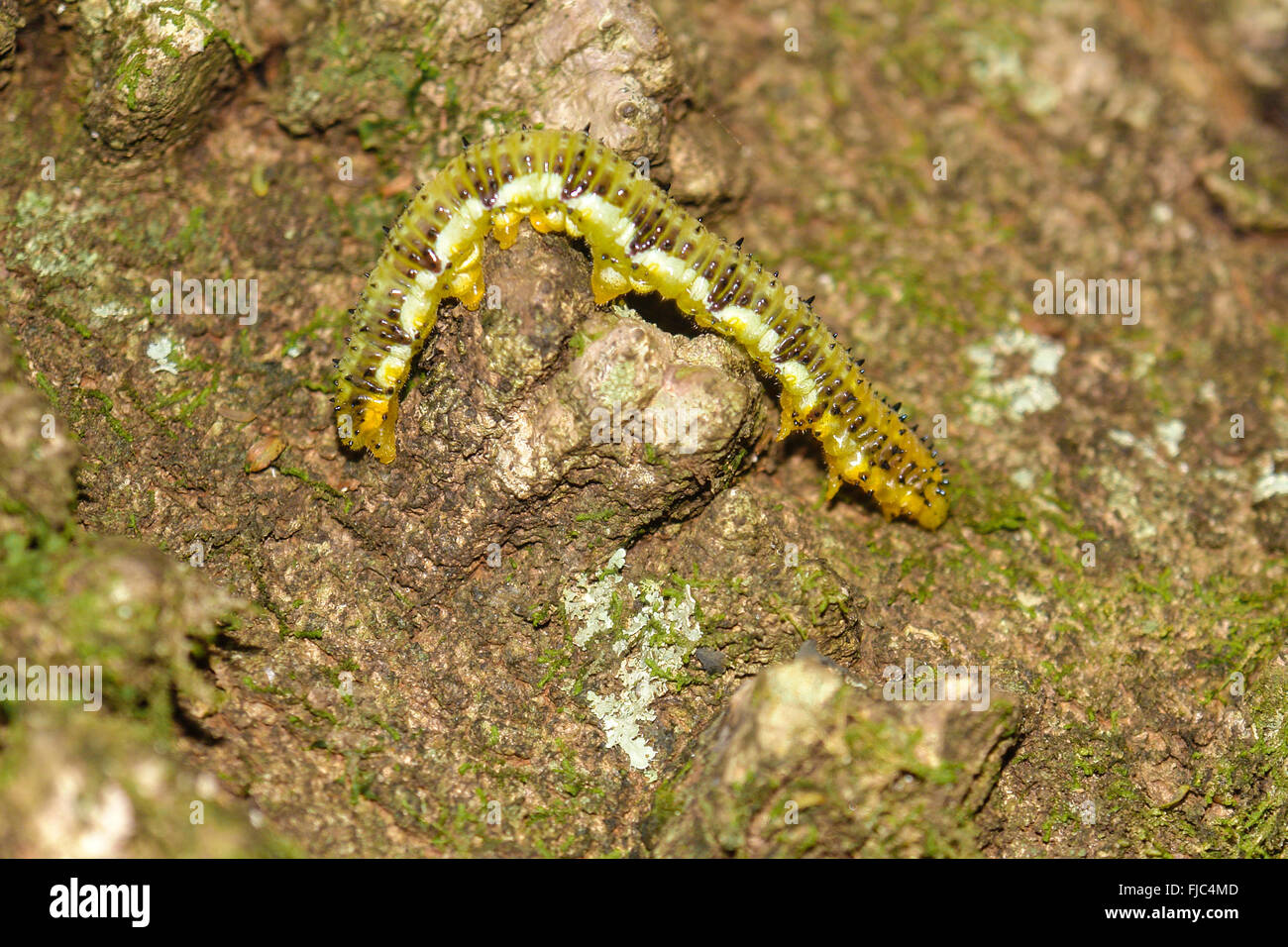 Yellow worm walks on the tree Stock Photo - Alamy
