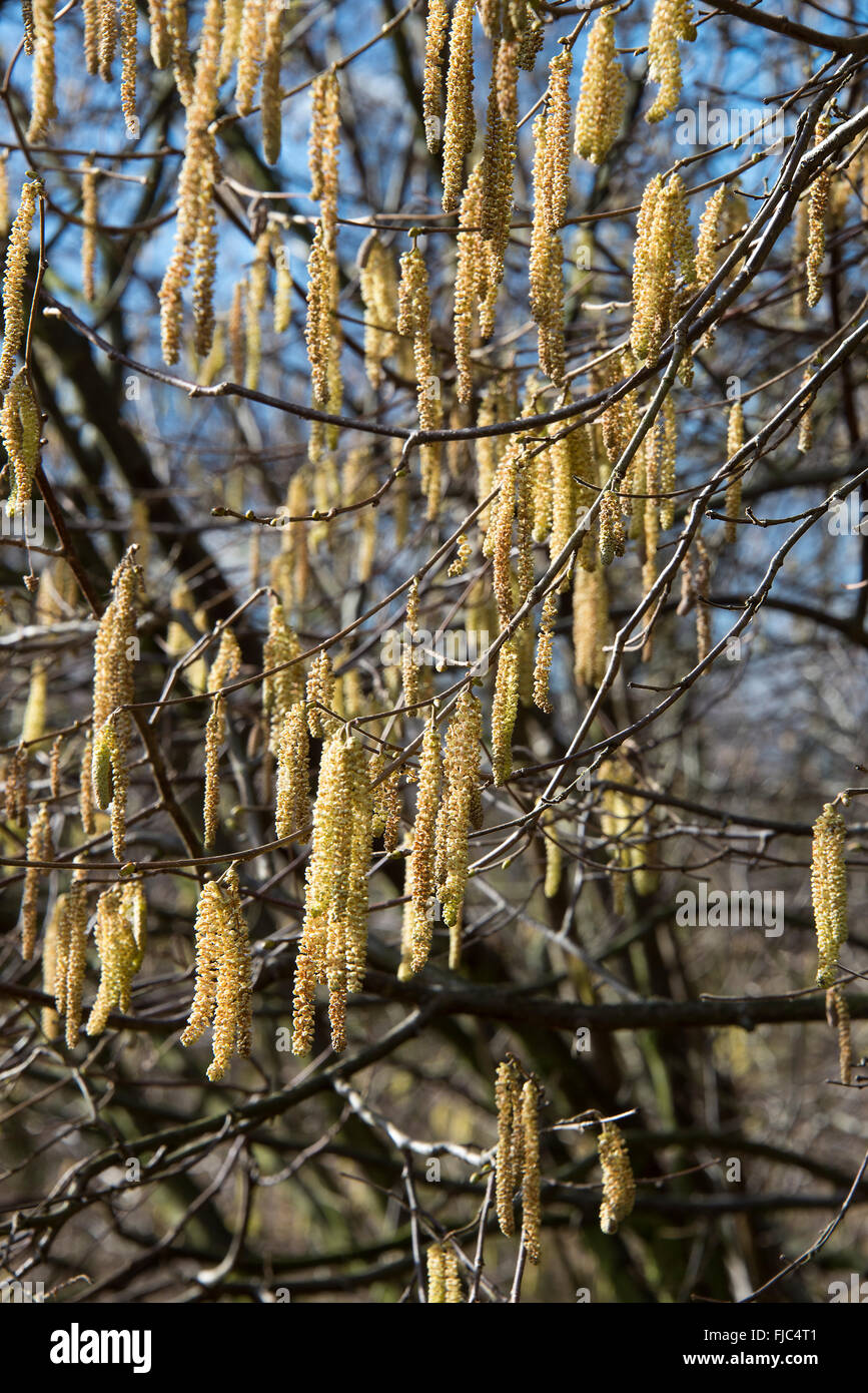Common hazel male catkin hi-res stock photography and images - Alamy