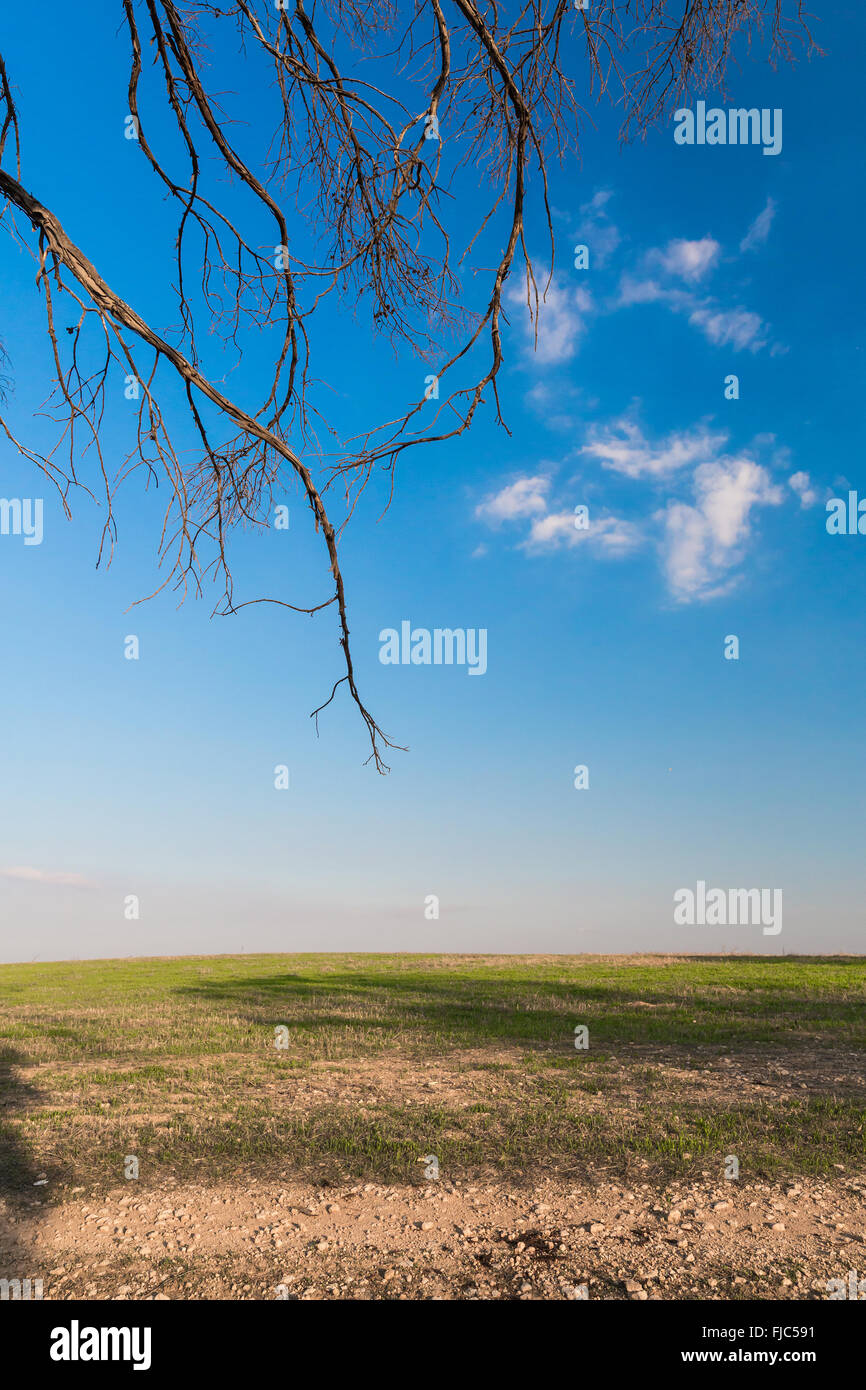 Spring in desert grass hi-res stock photography and images - Alamy