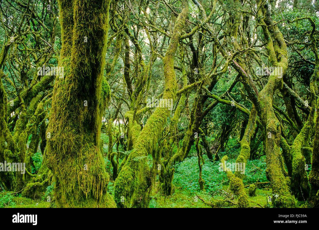 Laurel Forest Stock Photos & Laurel Forest Stock Images - Alamy