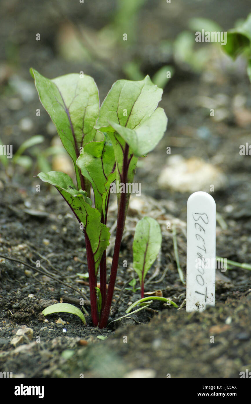 Beetroot seedlings hi-res stock photography and images - Alamy