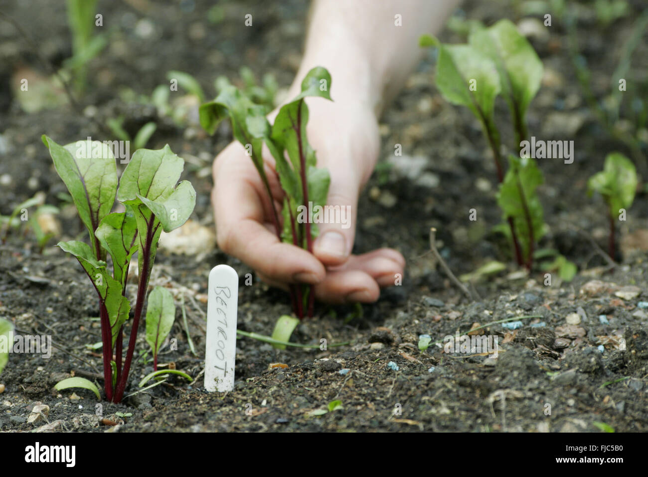 Planting out beetroot hi-res stock photography and images - Alamy