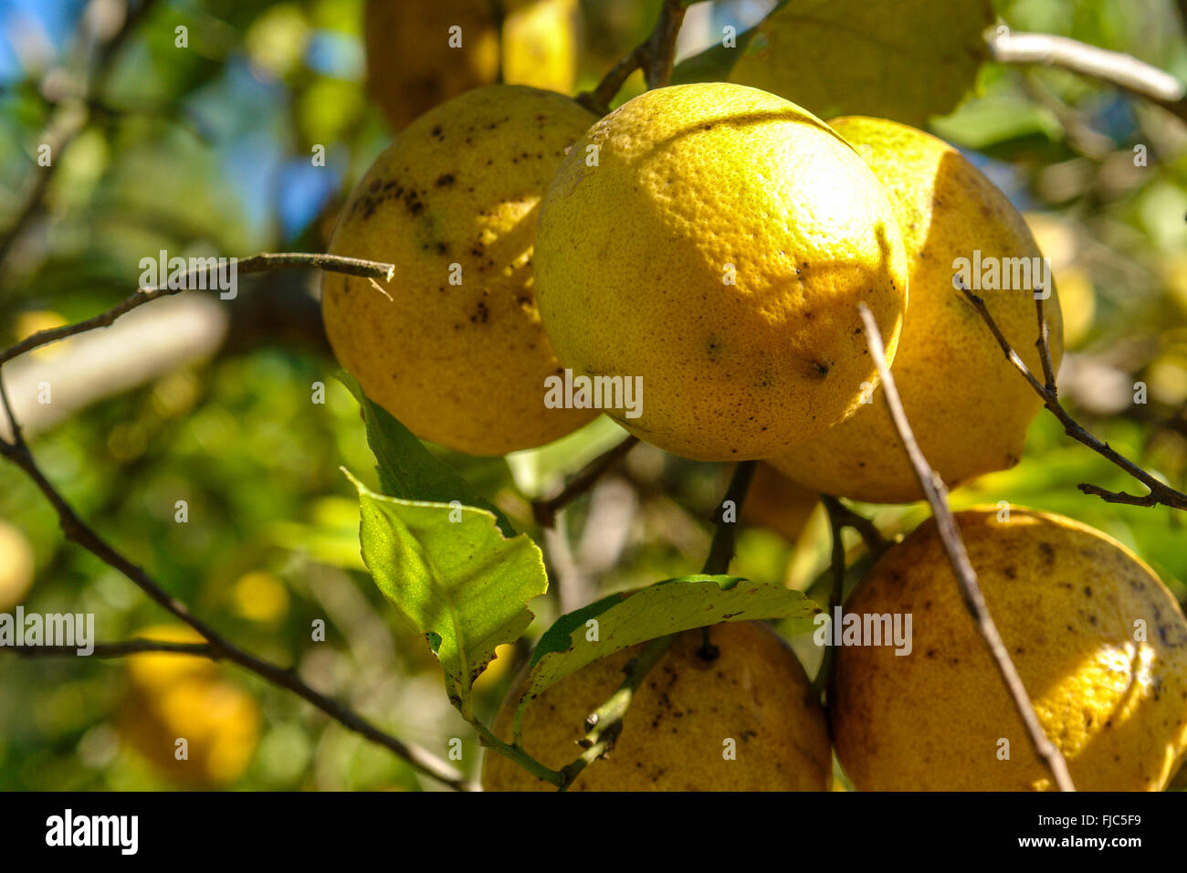 Yellows naturals lemons without fertilizers Stock Photo - Alamy