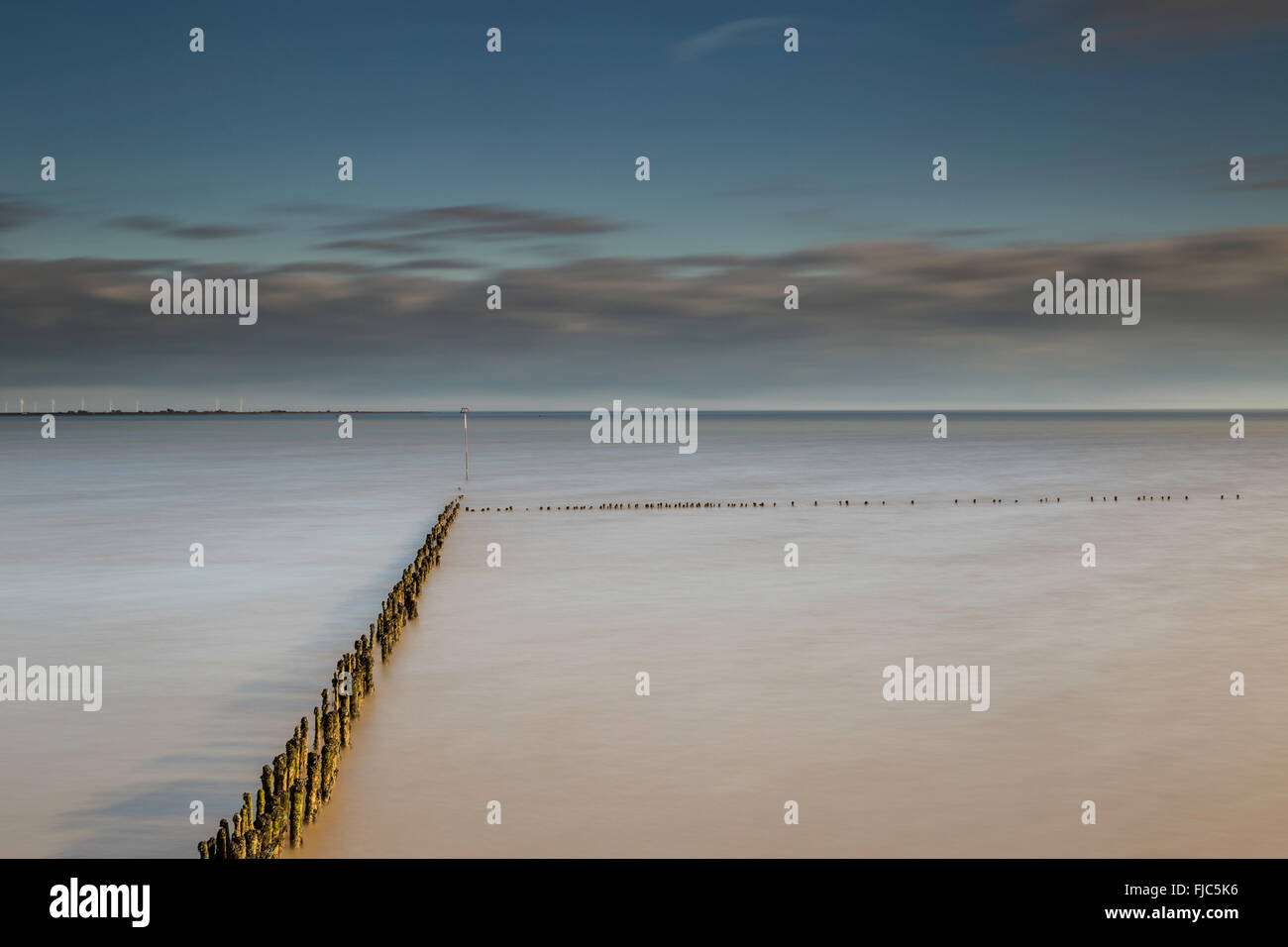 Mersea island oyster hi-res stock photography and images - Alamy