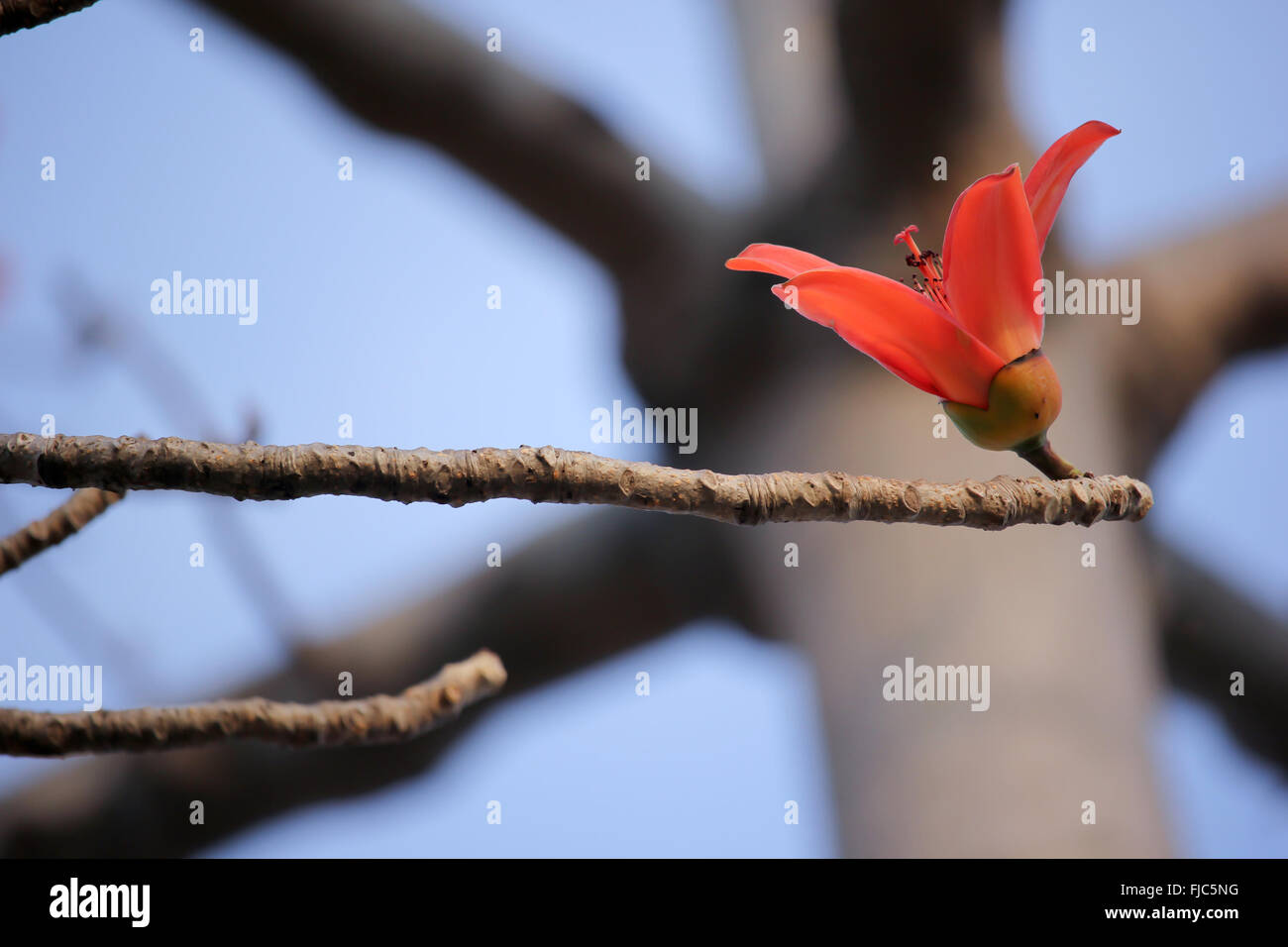 Bombax ceiba tree Stock Photo - Alamy