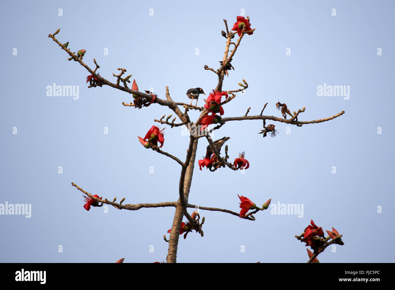 Bombax ceiba tree Stock Photo - Alamy