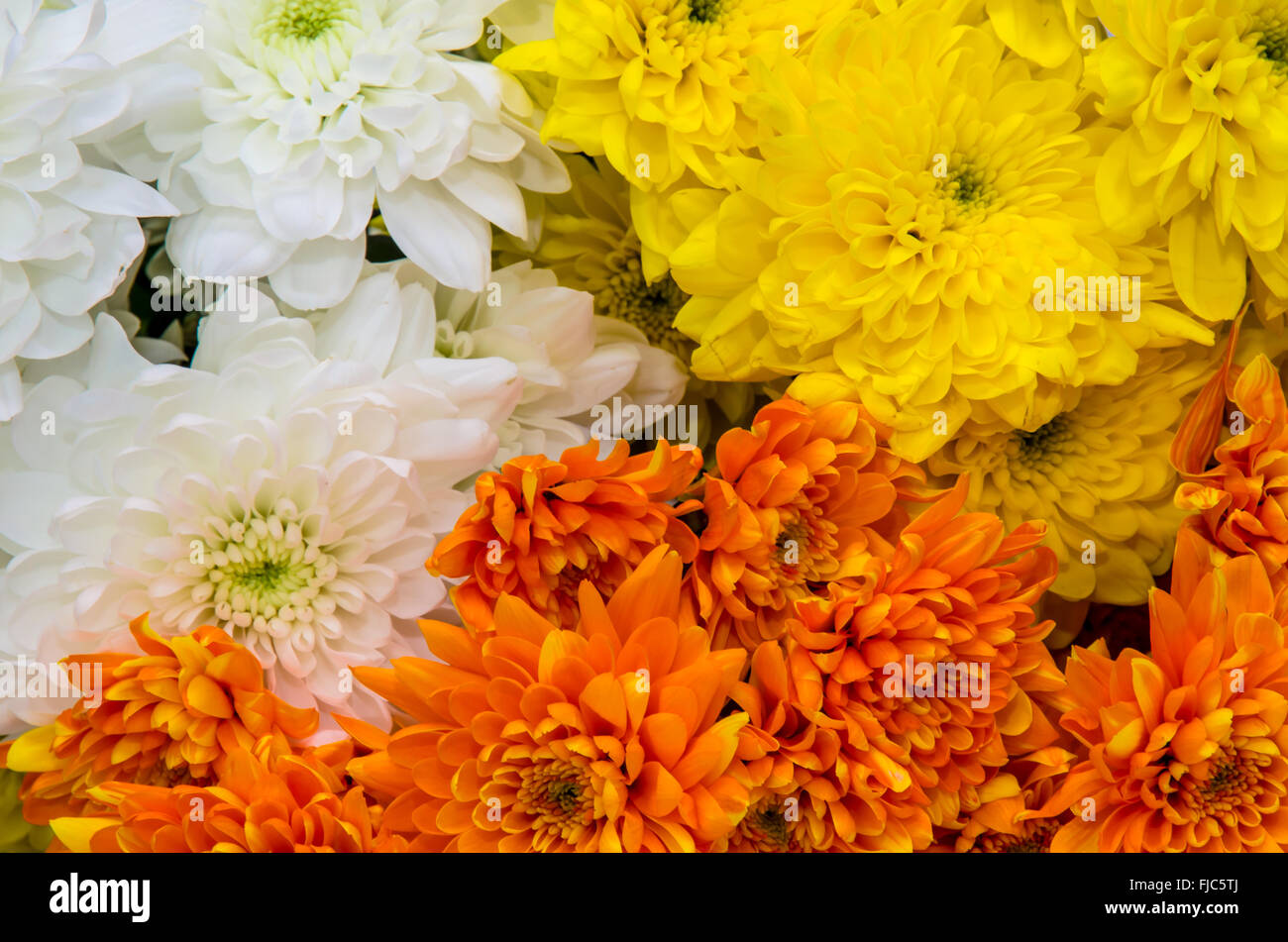 group of colorful chrysanthemum flower Stock Photo - Alamy