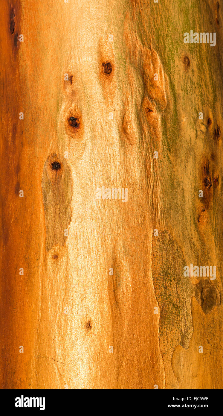 the abstract background gold wood texture closeup Stock Photo - Alamy