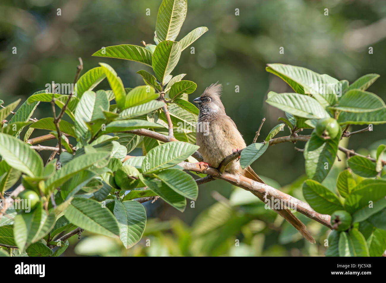 Speckled mousebird (Colius striatus). The mousebirds are endemic to ...