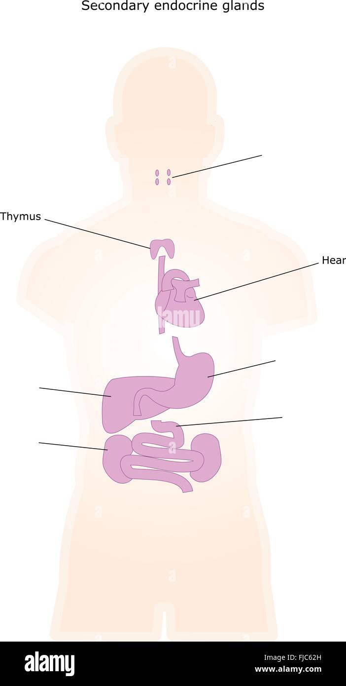 Hormones Endocrine Stock Vector Images - Alamy