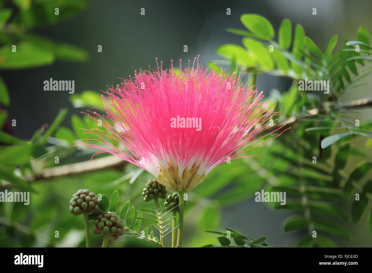 Pink Red Powder Puff, Red Head Powder Puff ,. Red Powder Puff or ...