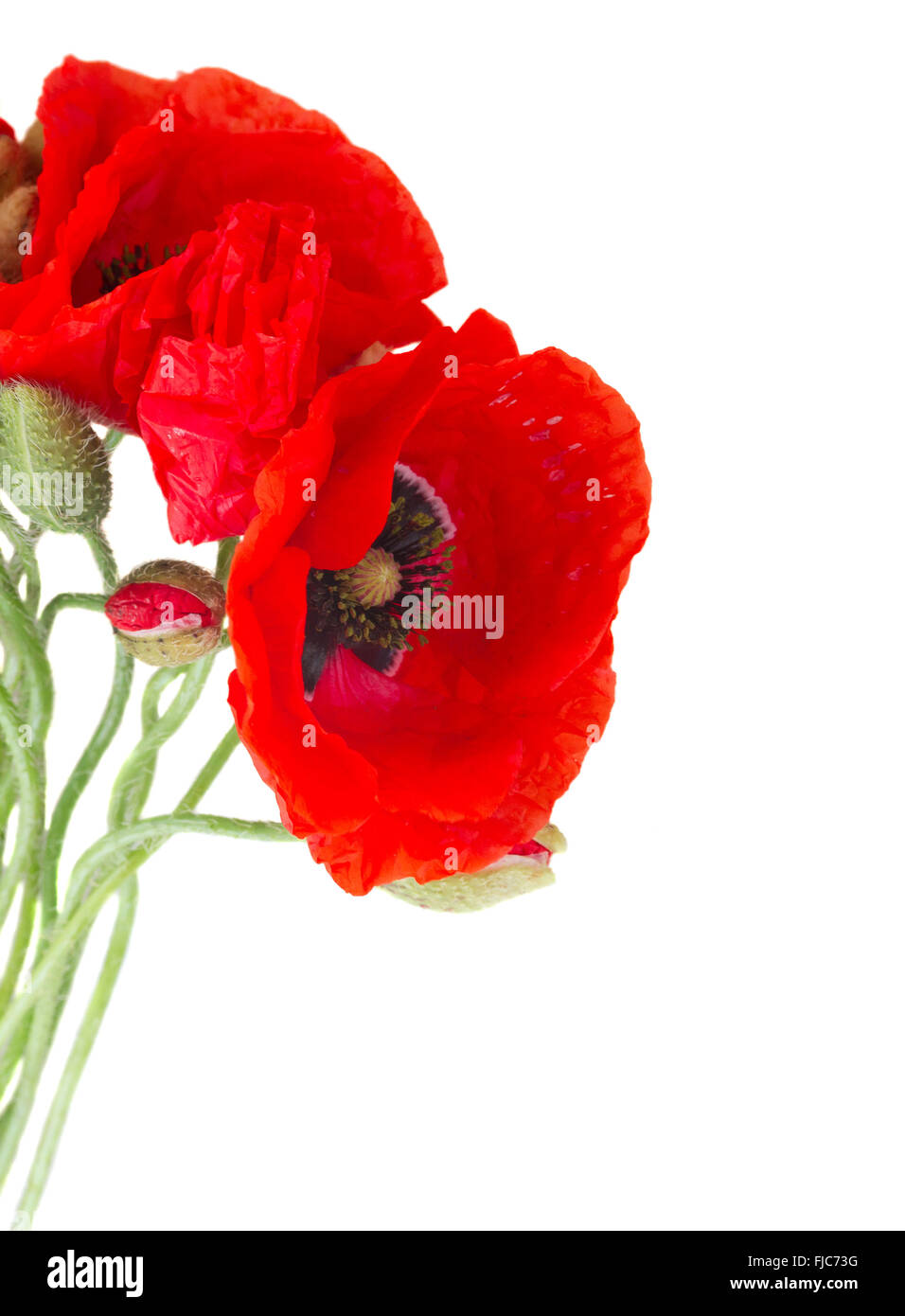 Poppy fresh flowers Stock Photo - Alamy