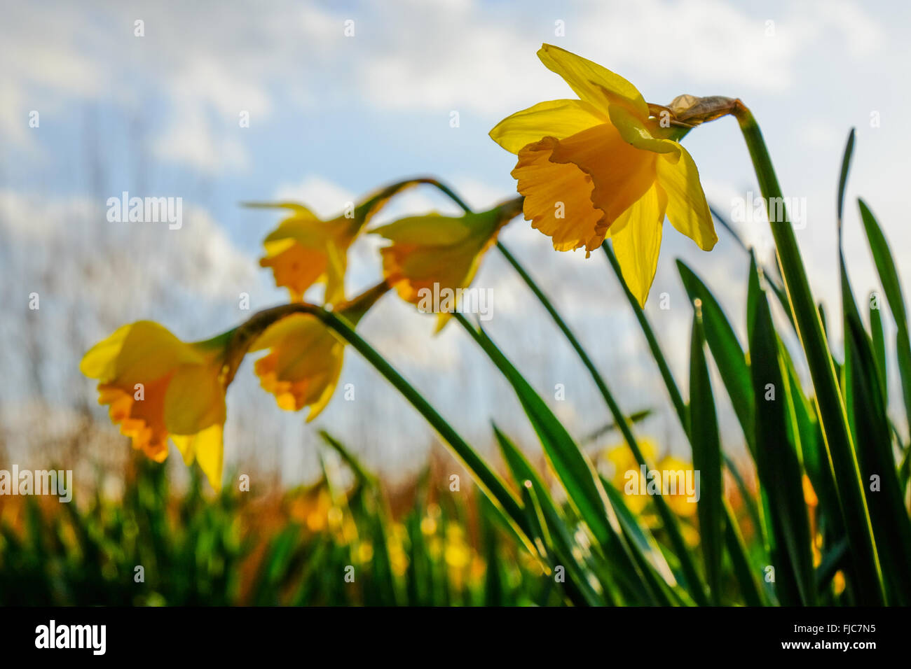 Sunshine and daffodils Stock Photo - Alamy