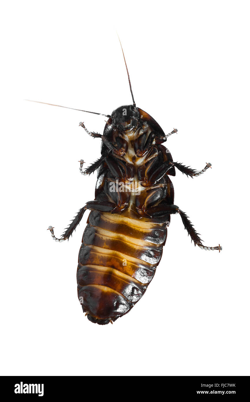 Big cockroach Cut Out Stock Images & Pictures - Alamy