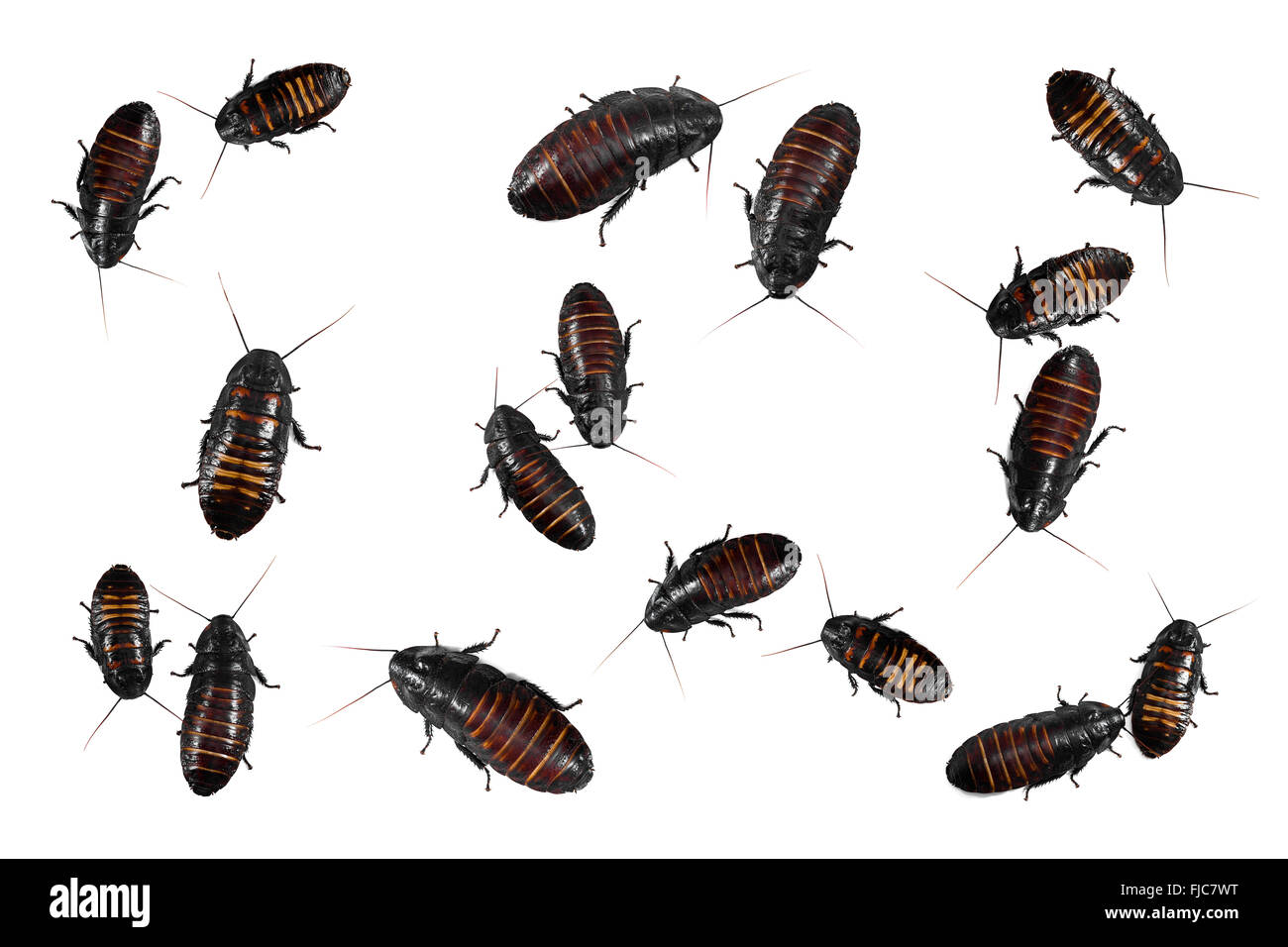 Striped cockroaches Cut Out Stock Images & Pictures - Alamy