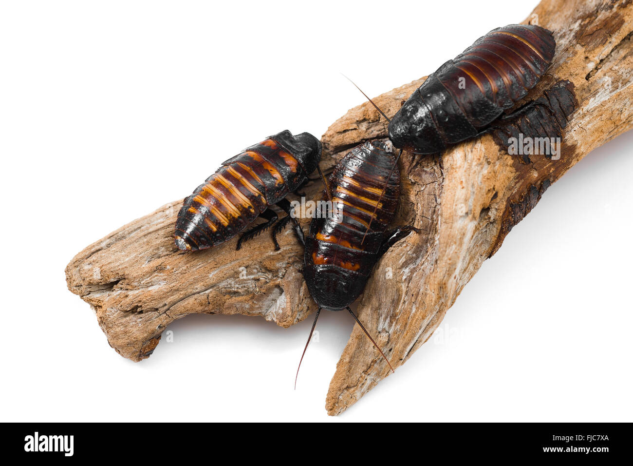 Madagascar hissing cockroaches madagascar hi-res stock photography and ...