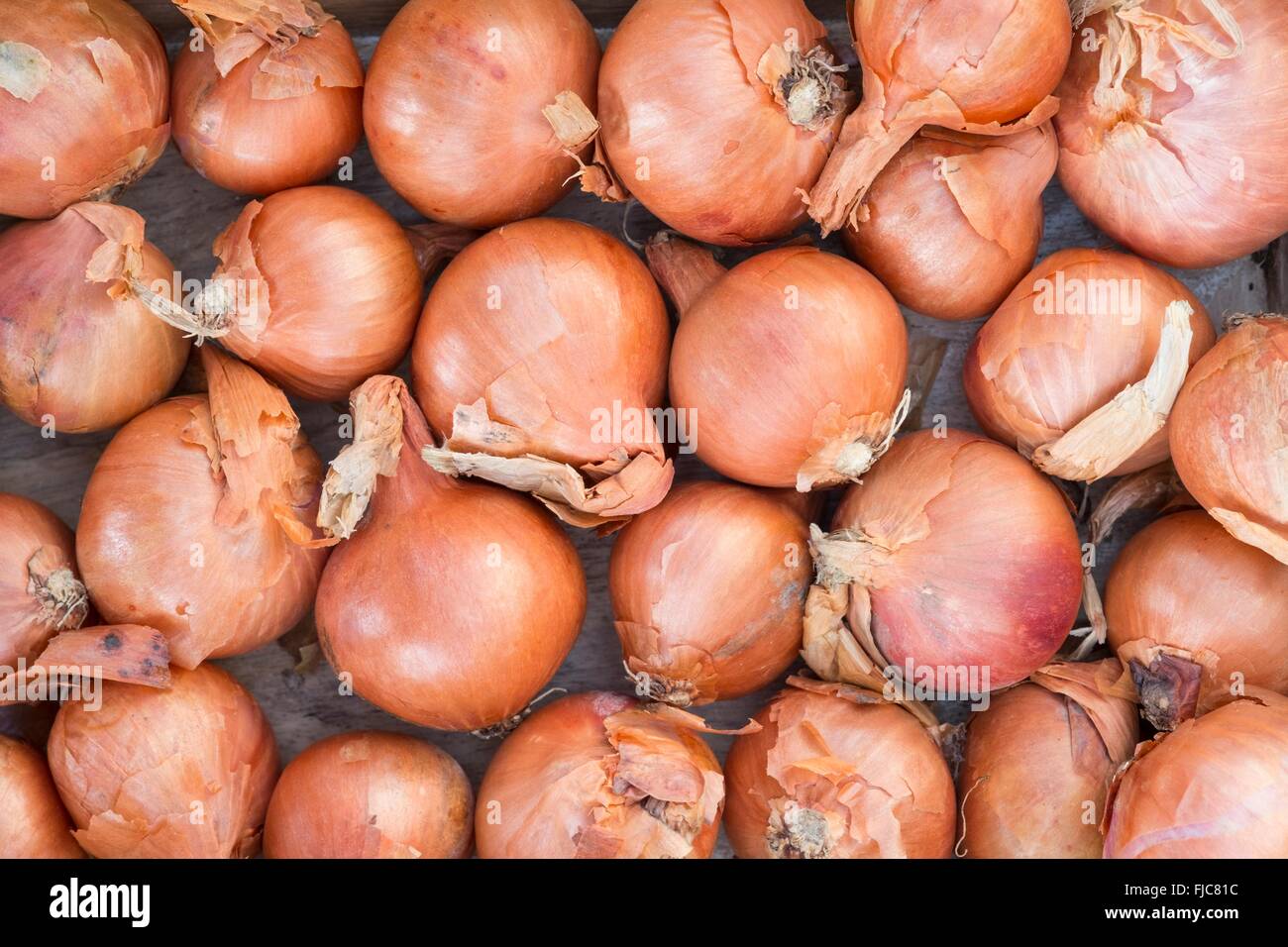Shallots red sun hi-res stock photography and images - Alamy