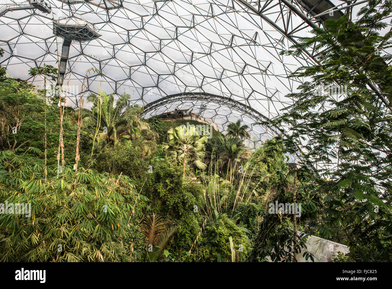 A photograph showing the rainforest biome Stock Photo - Alamy