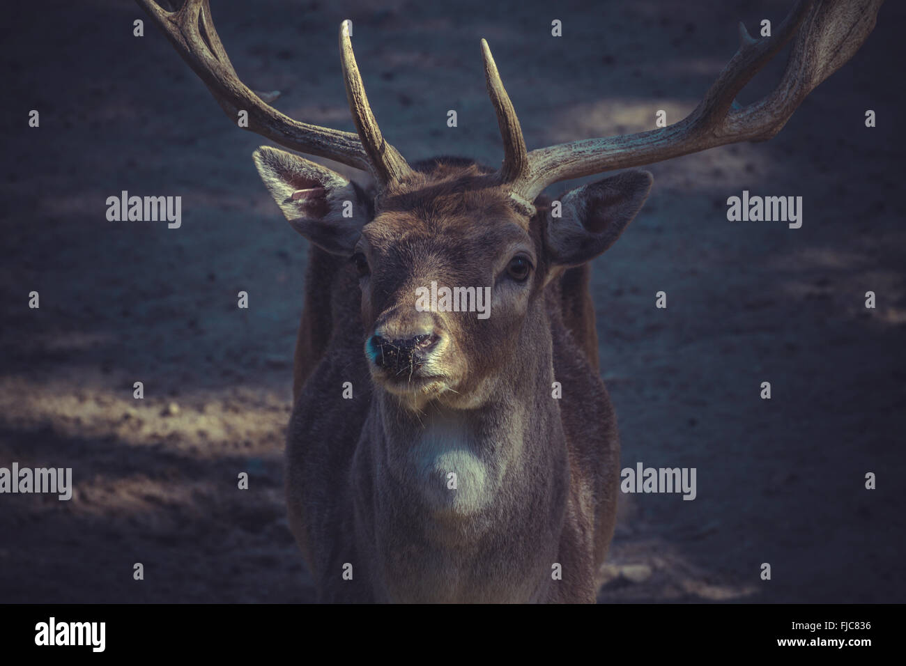 Deer with horns Stock Photo - Alamy