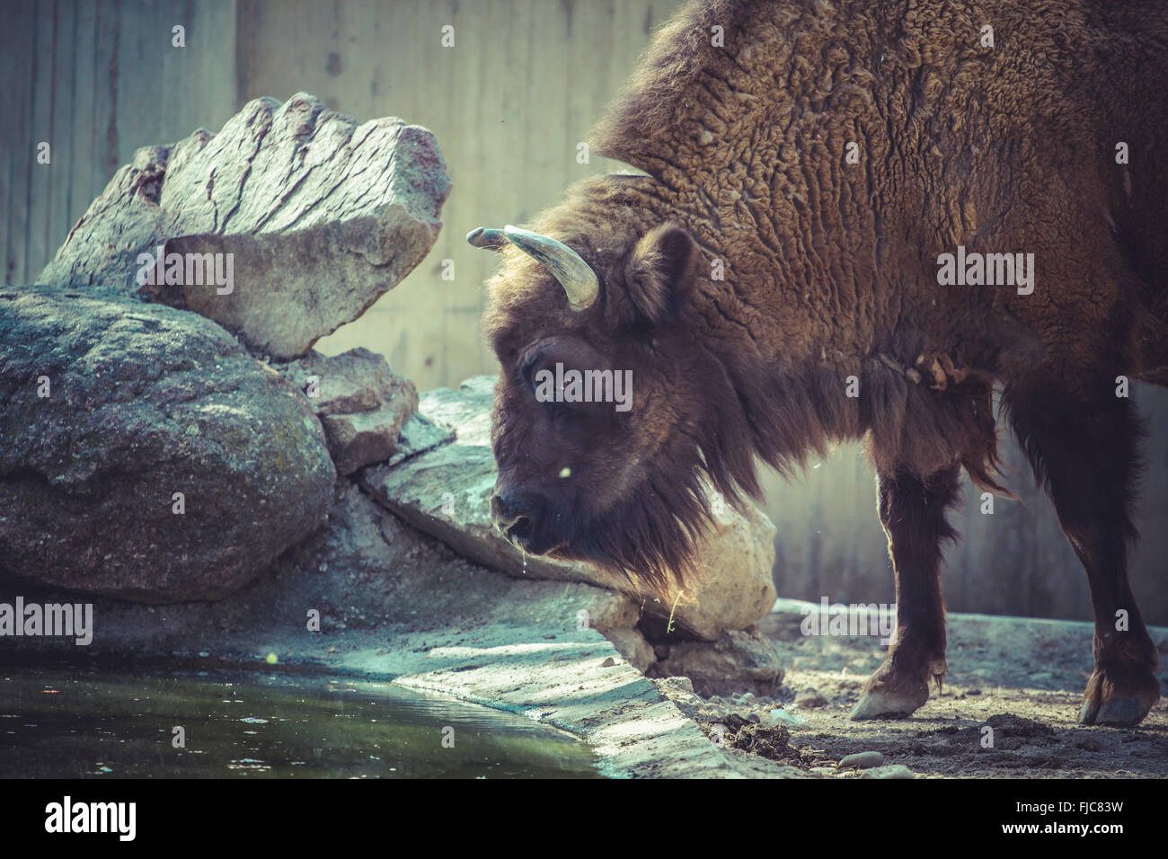 Head on American Bison Stock Photo - Alamy