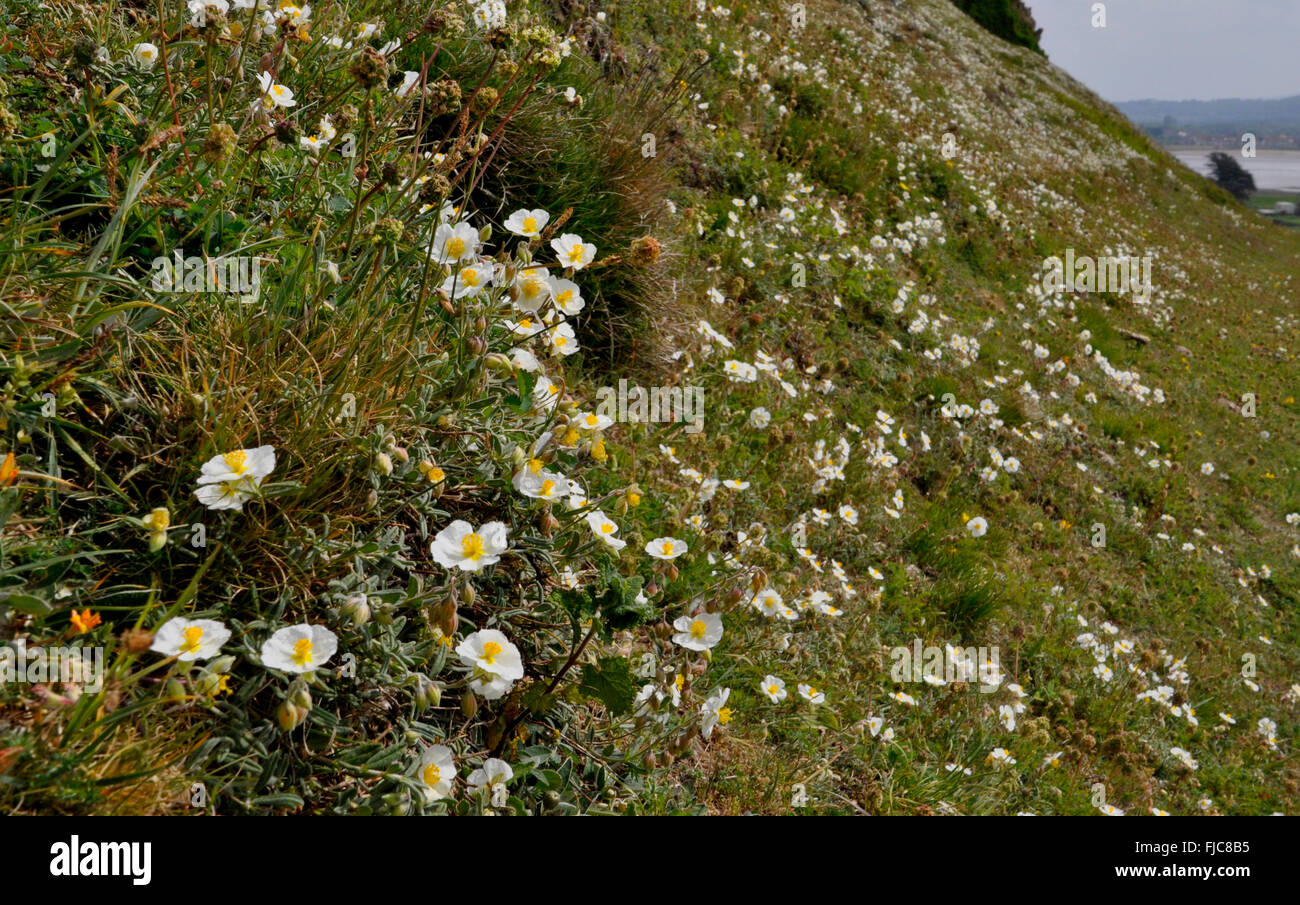 Helianthemum [white rock rose] hi-res stock photography and images - Alamy