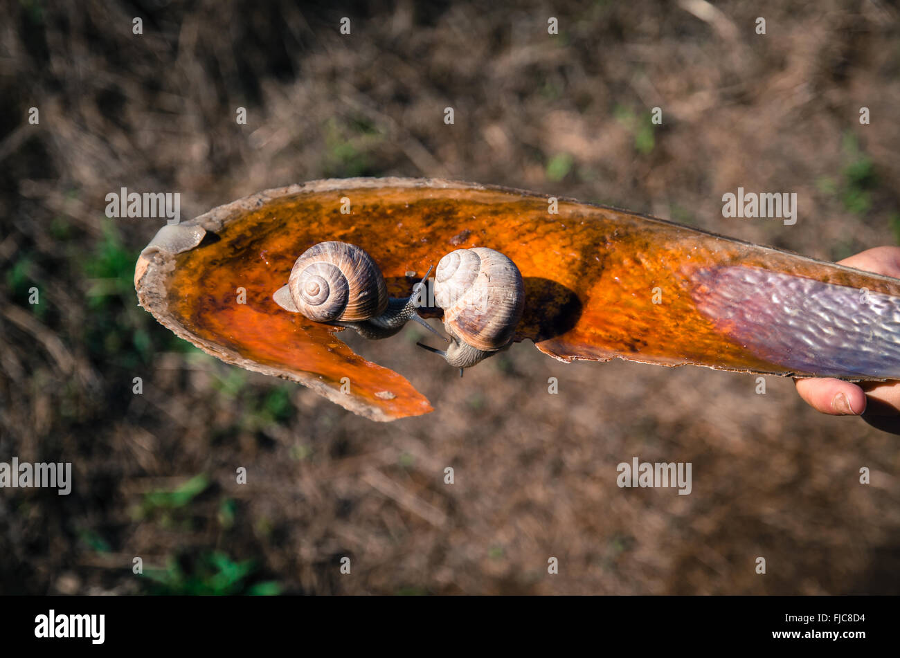 two snails on the shell Stock Photo - Alamy