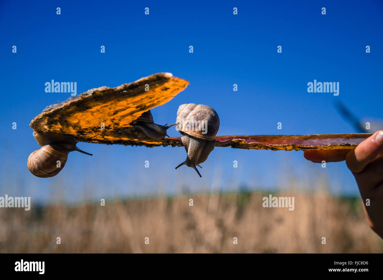 two snails on the shell Stock Photo - Alamy