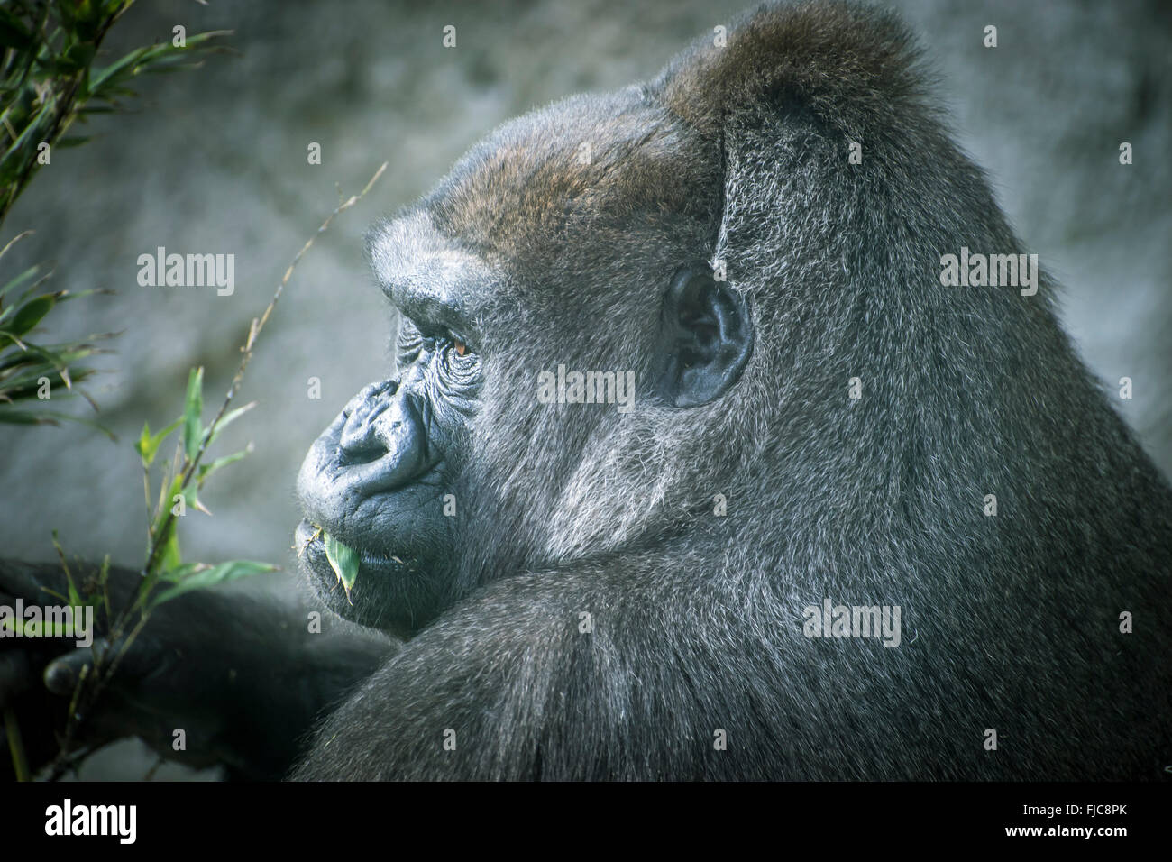 Gorillas, huge and powerful gorilla, natural environment Stock Photo ...