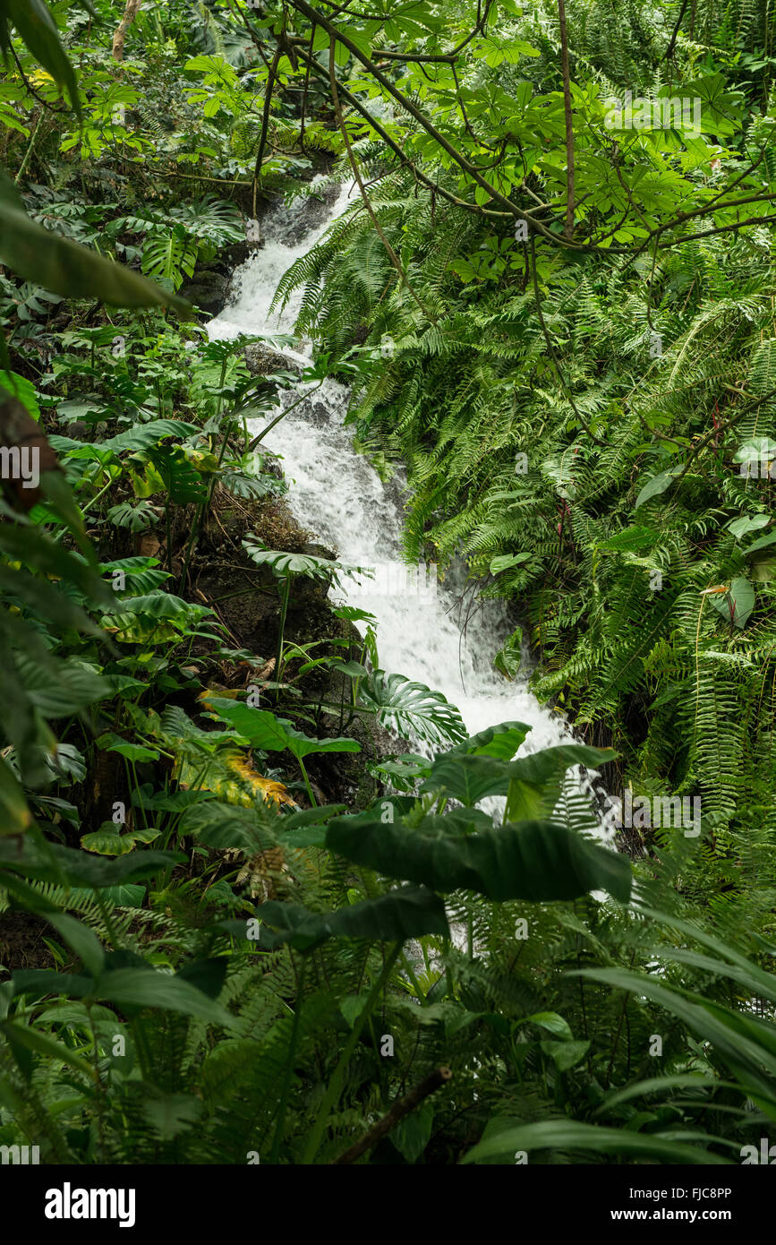 An image showing the stream from the waterfall in the Rainforest Biome ...
