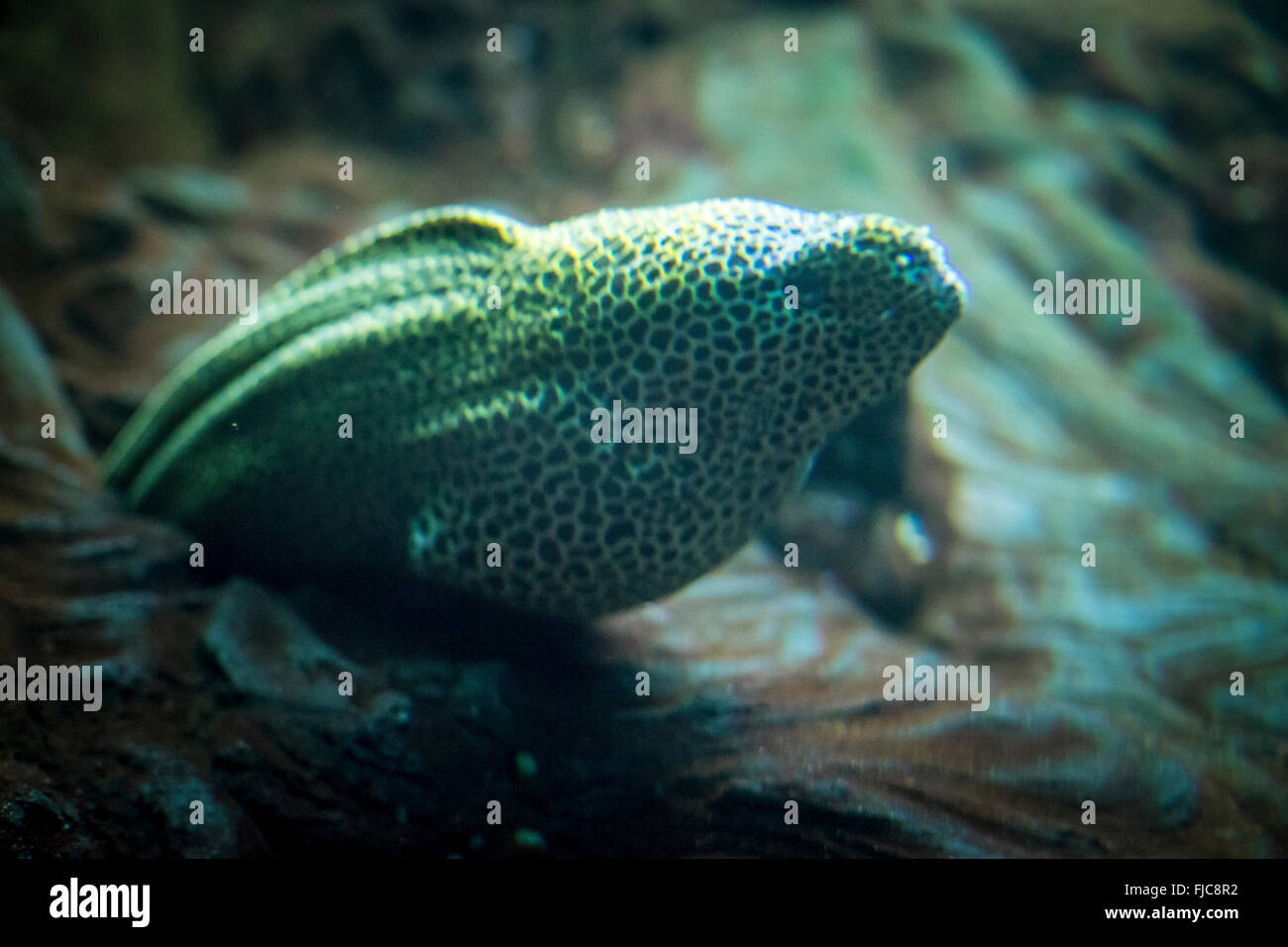 Moray in the cave under the sea, with defiant look Stock Photo - Alamy
