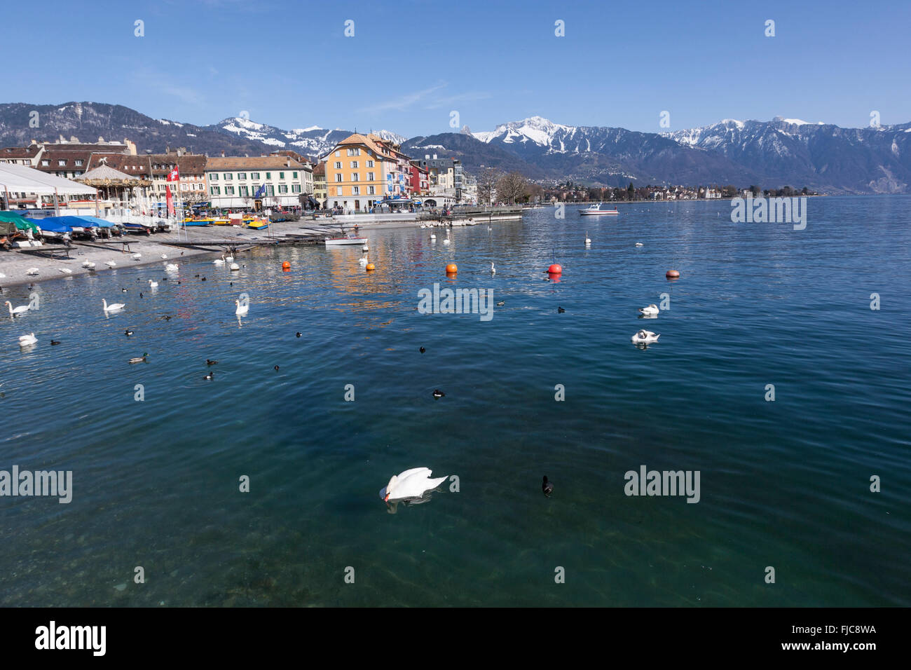 Swan in Lake Geneva, Vevey, Riviera-Pays-d'Enhaut, Vaud, Switzerland ...