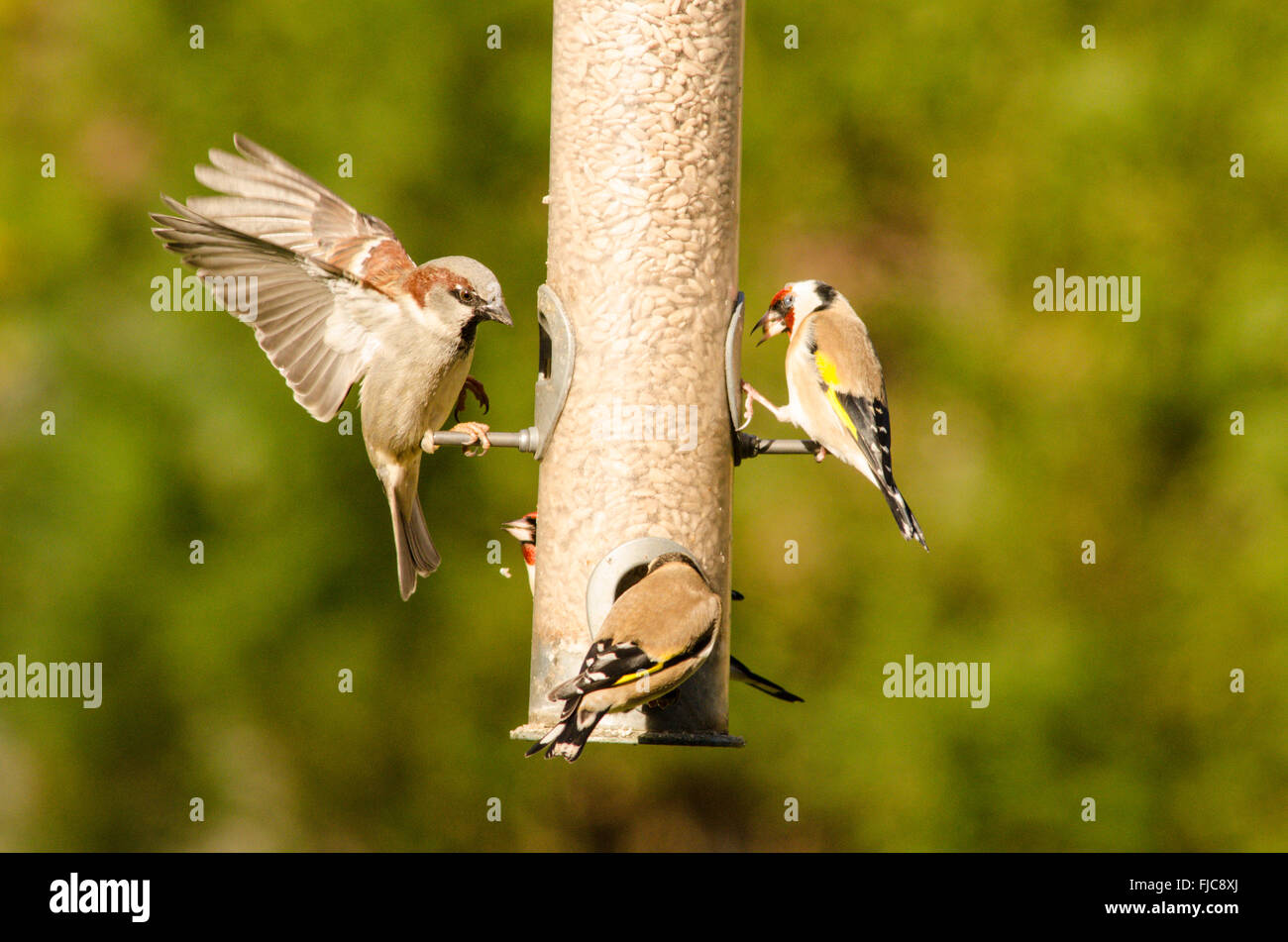 Goldfinches flying hi-res stock photography and images - Alamy