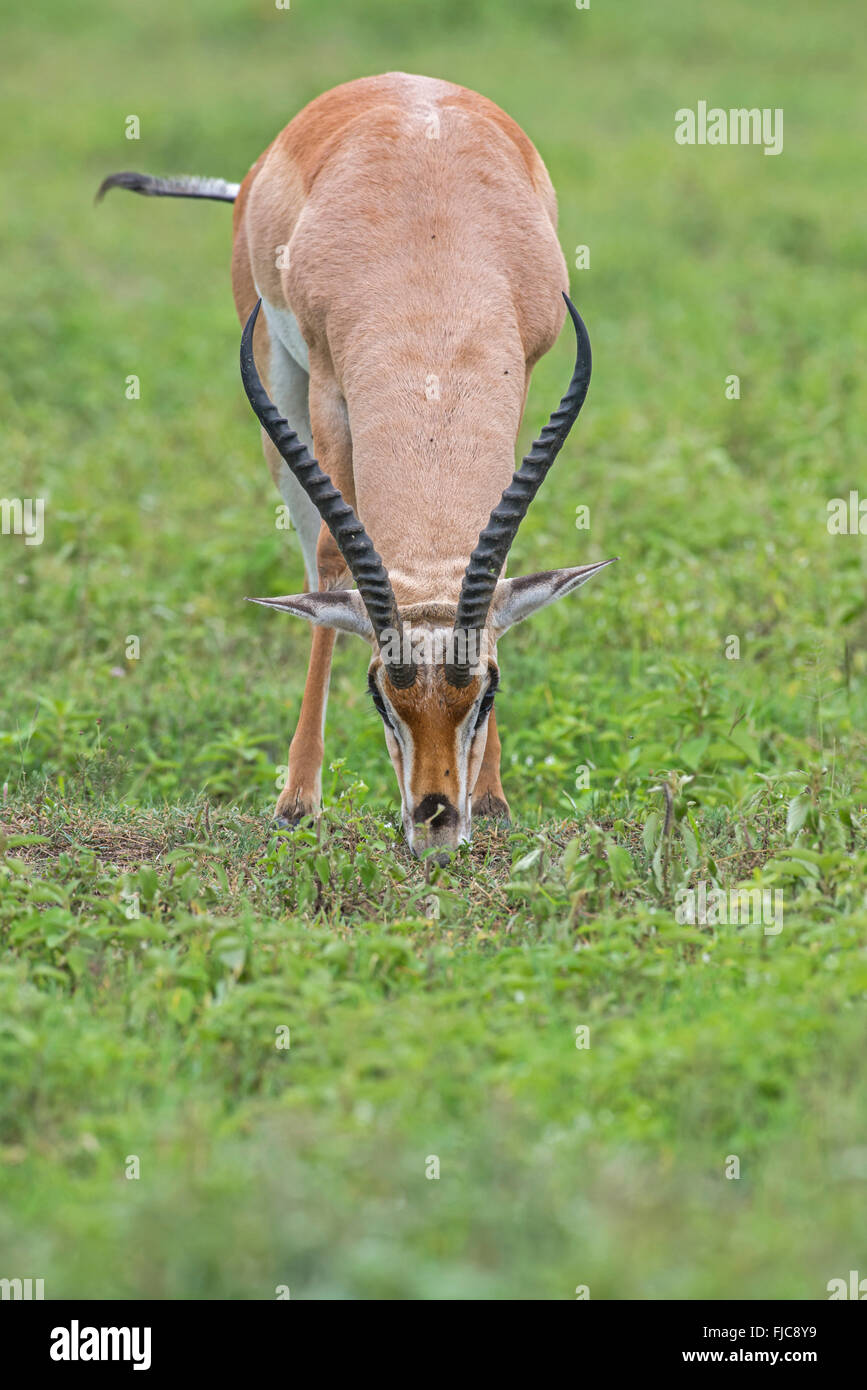 Grant gazelle hi-res stock photography and images - Alamy