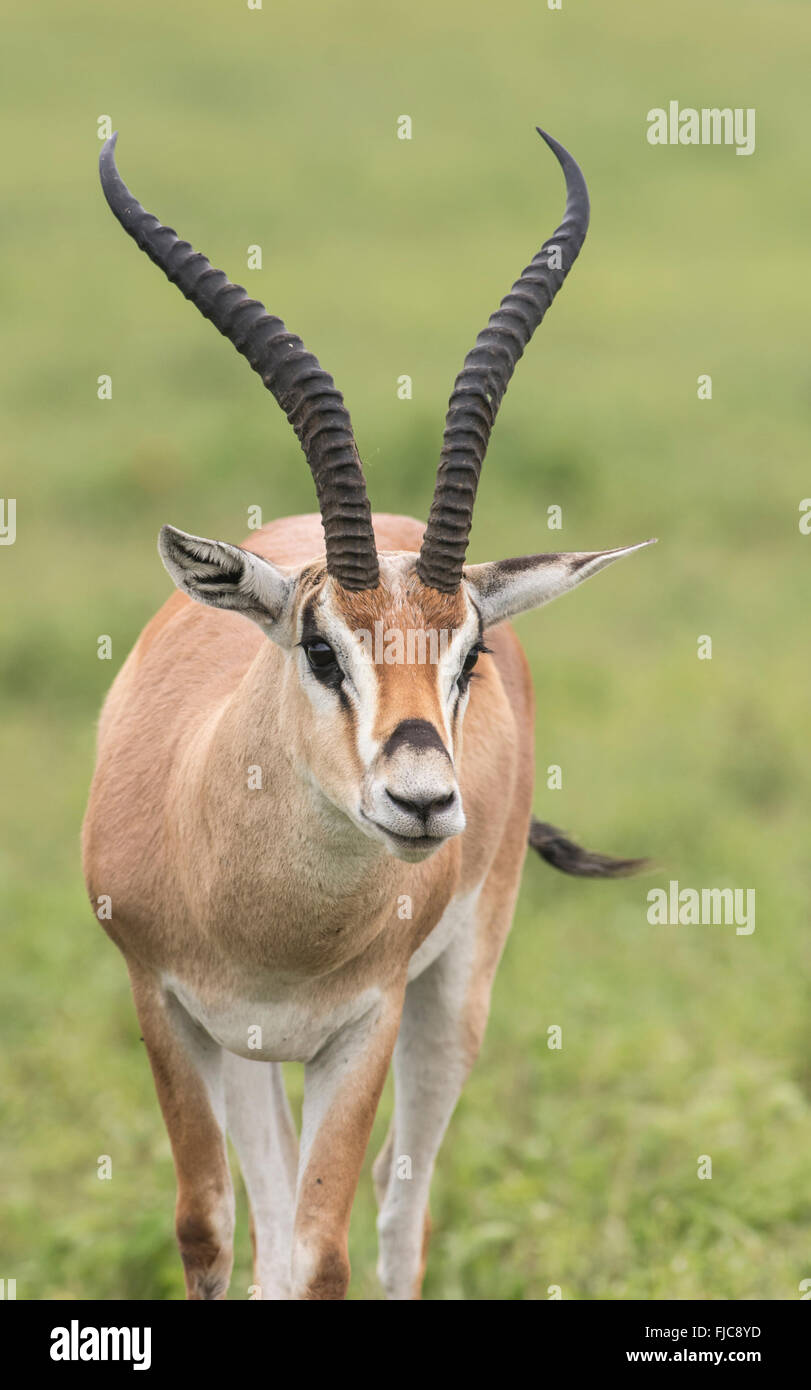 Tanzanian gazelle hi-res stock photography and images - Alamy